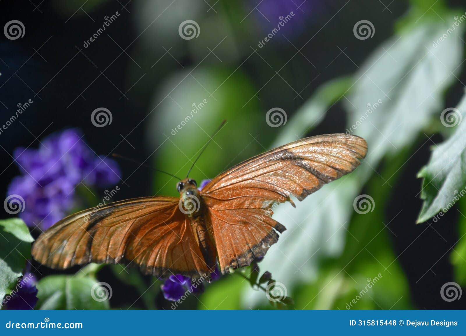 Tattered Wings on an Orange Flame Butterfly Stock Photo - Image of ...