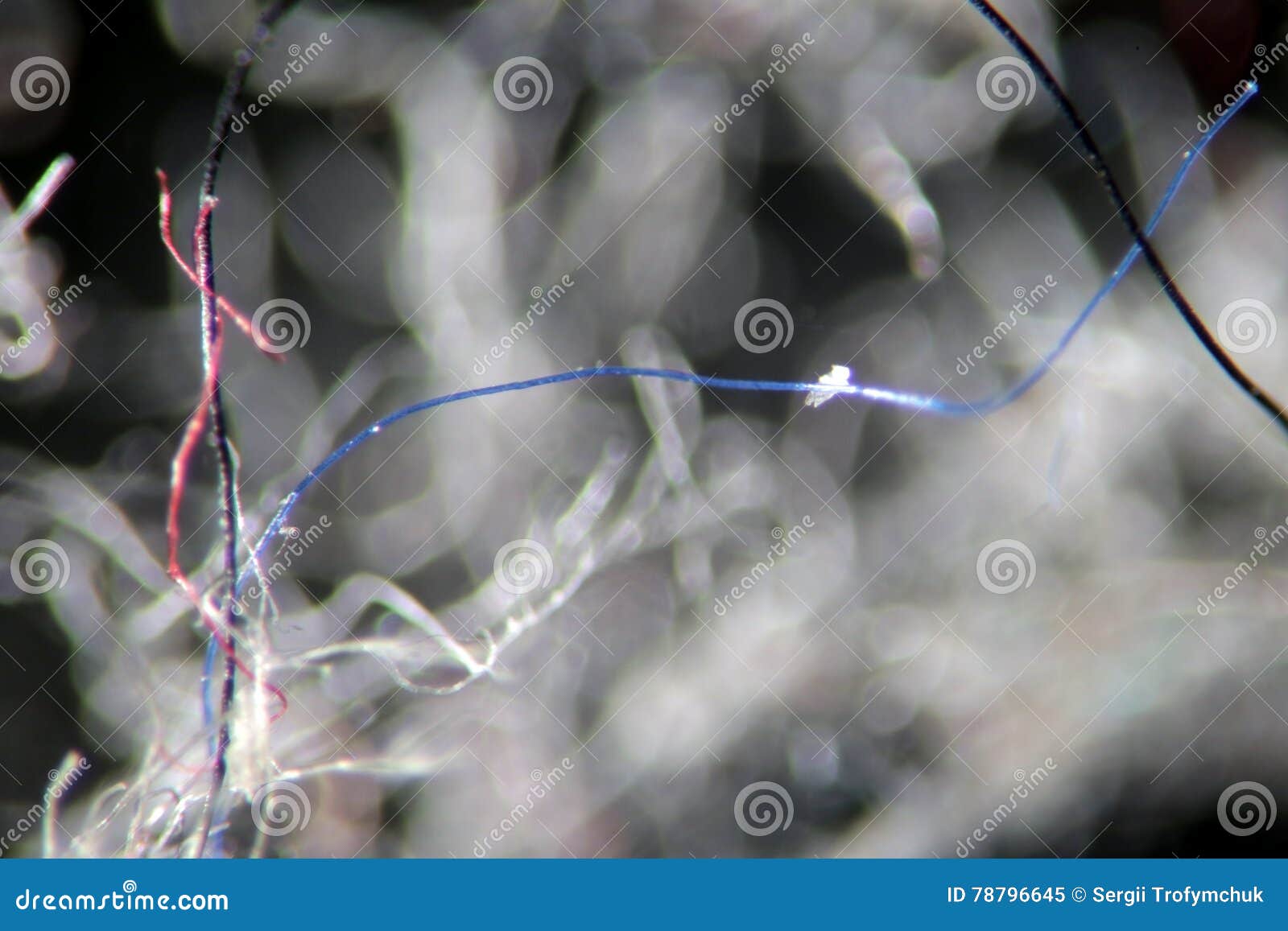 Tatters of House Dust Fibers by Microscope on Black Background Stock ...