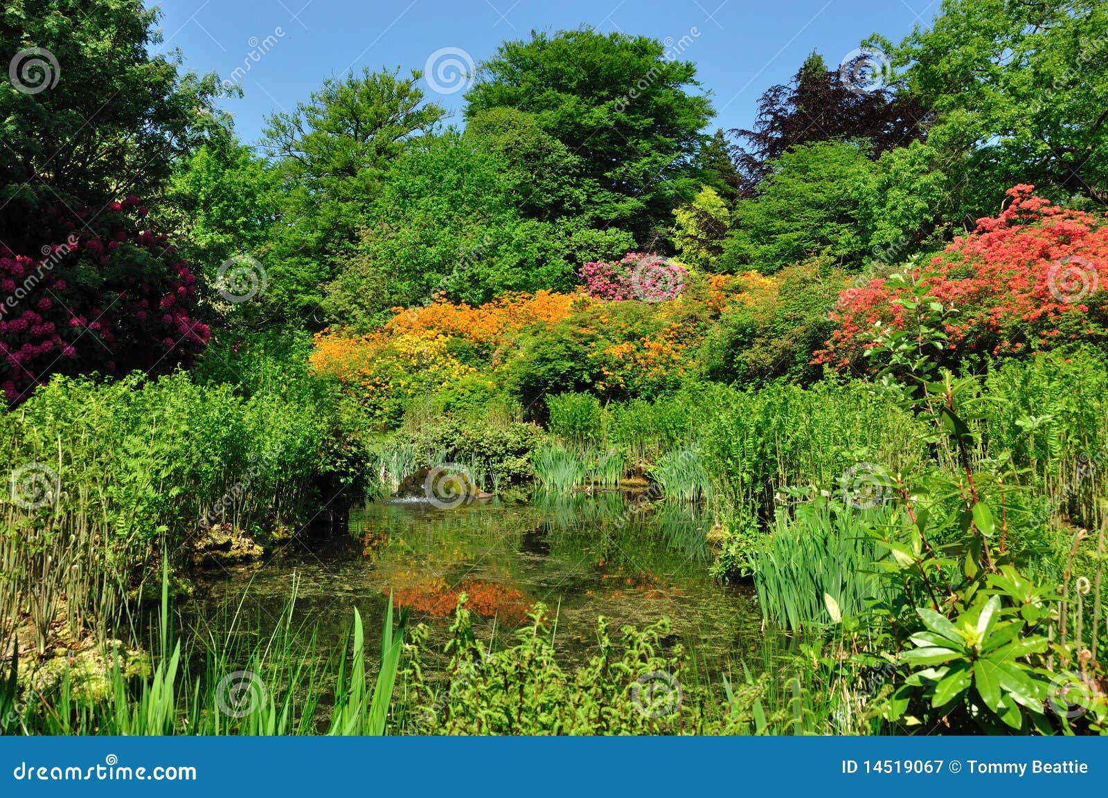 Tatton Park Gardens stock image. Image of summer, cheshire - 14519067