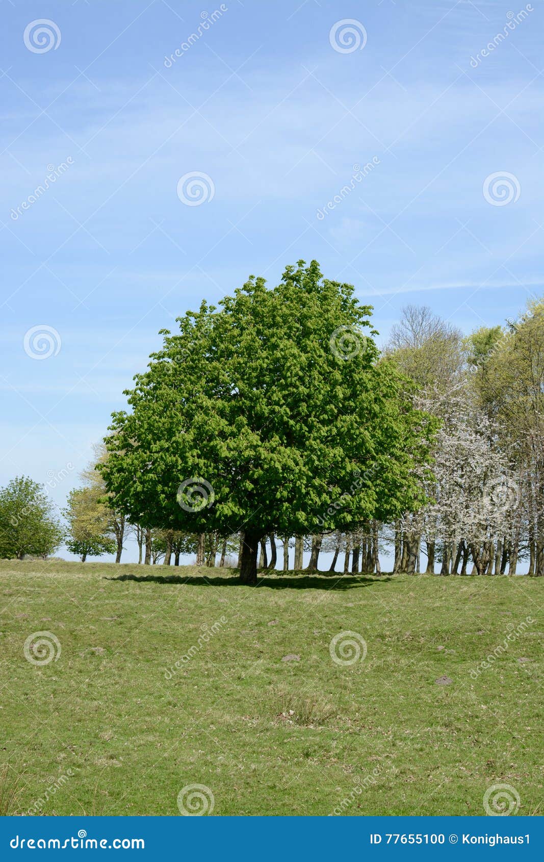 Tatton park stock photo. Image of tree, cheshire, field - 77655100
