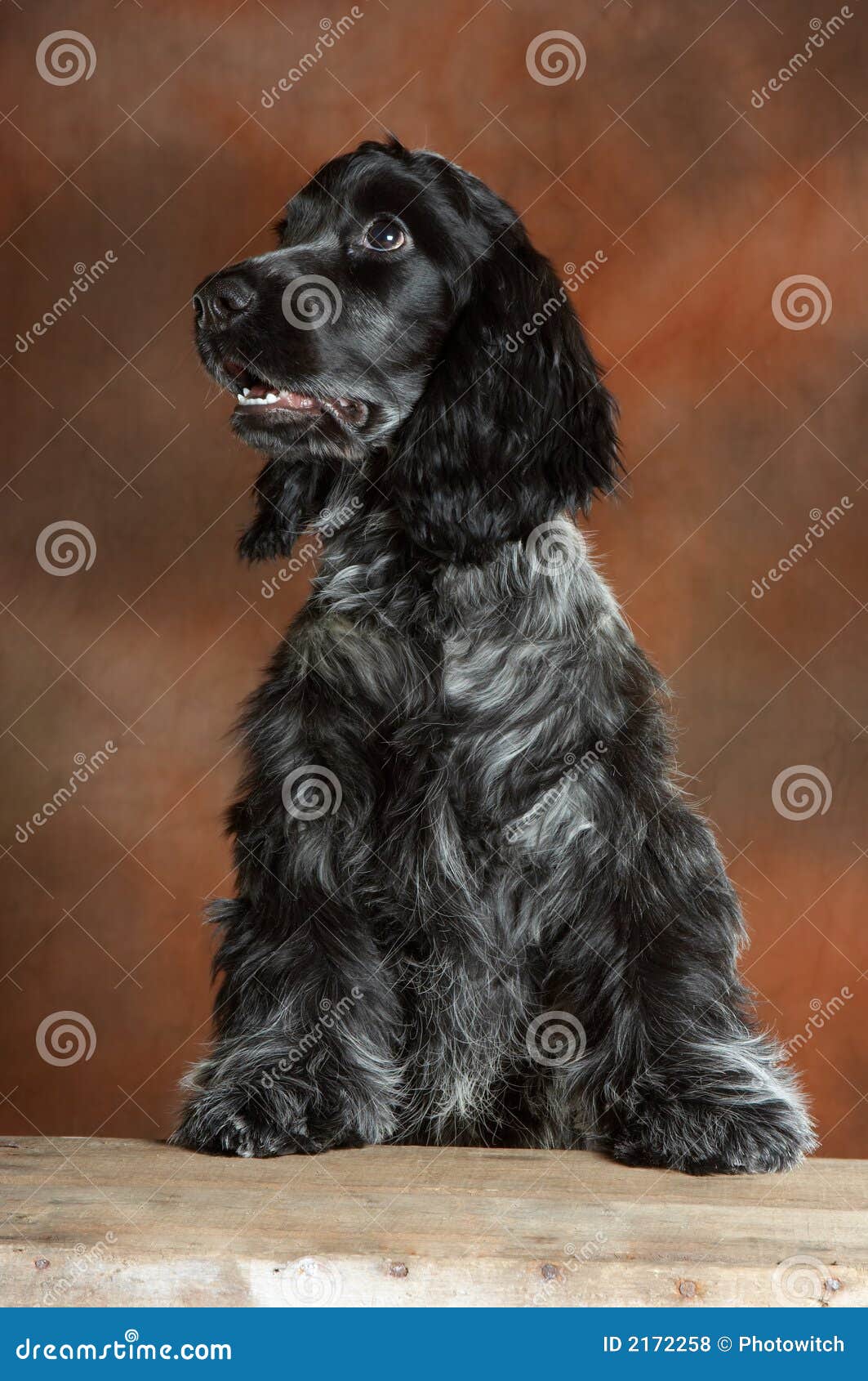 Tatzen auf einem Rahmen stockfoto. Bild von treu, cockerspaniel - 2172258