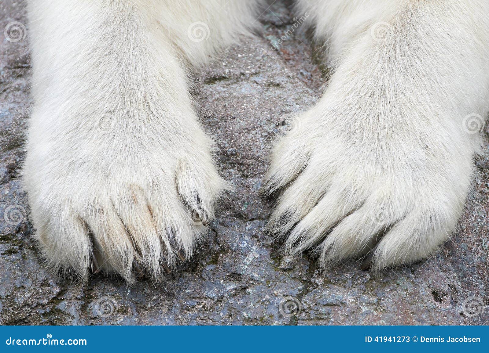 Tatzen Des Eisbären (Ursus Maritimus) Stockbild - Bild von tatzen ...