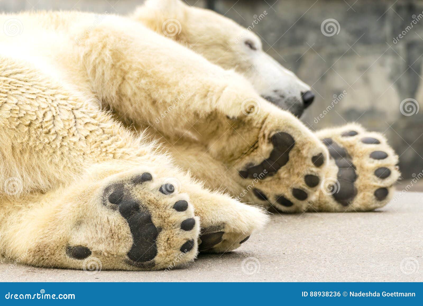 Tatzen Des Eisbären Ursus Maritimus Stockfoto - Bild von arktisch ...