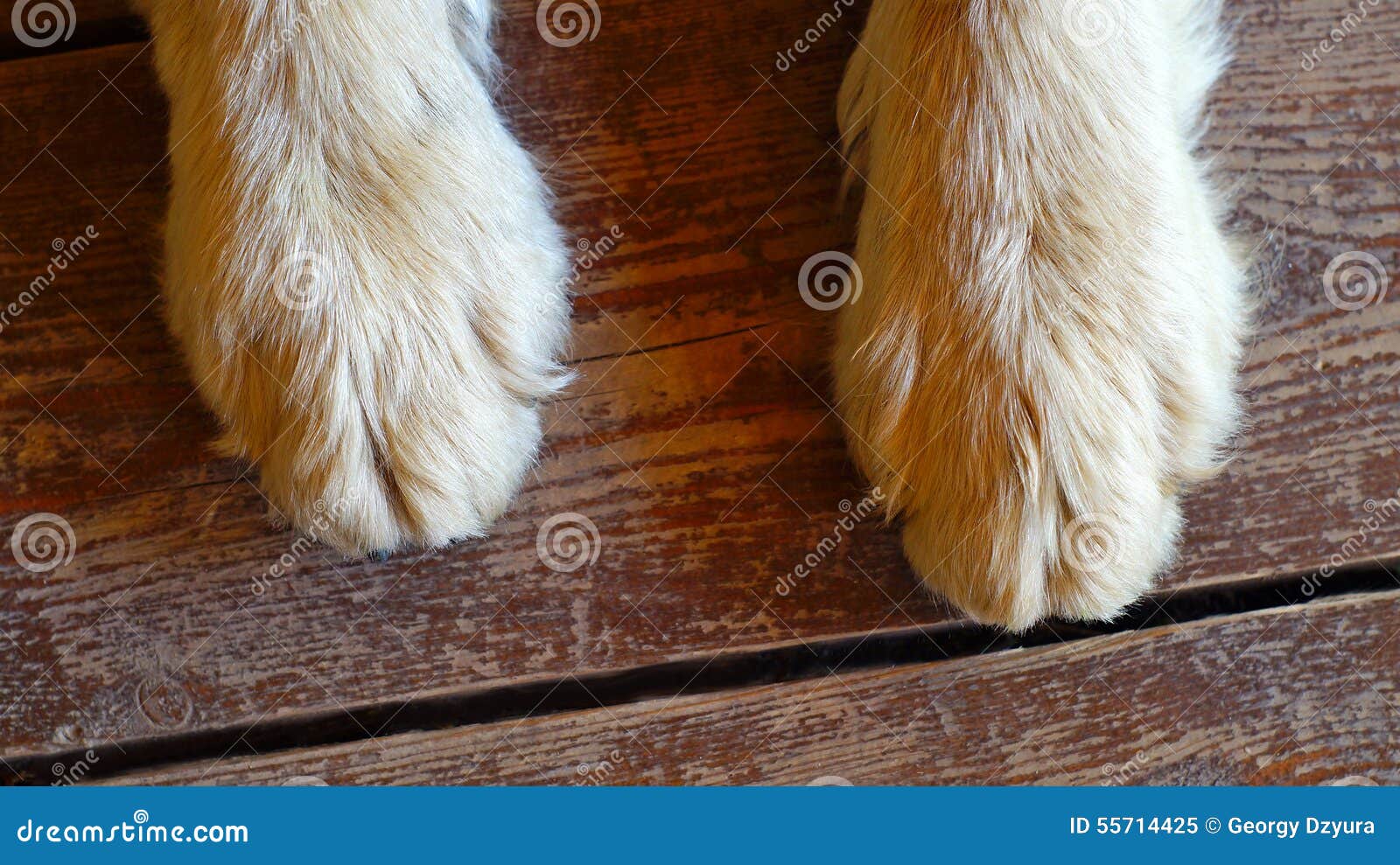 Tatzen des Hundes stockbild. Bild von hund, auflage, tatzen - 55714425