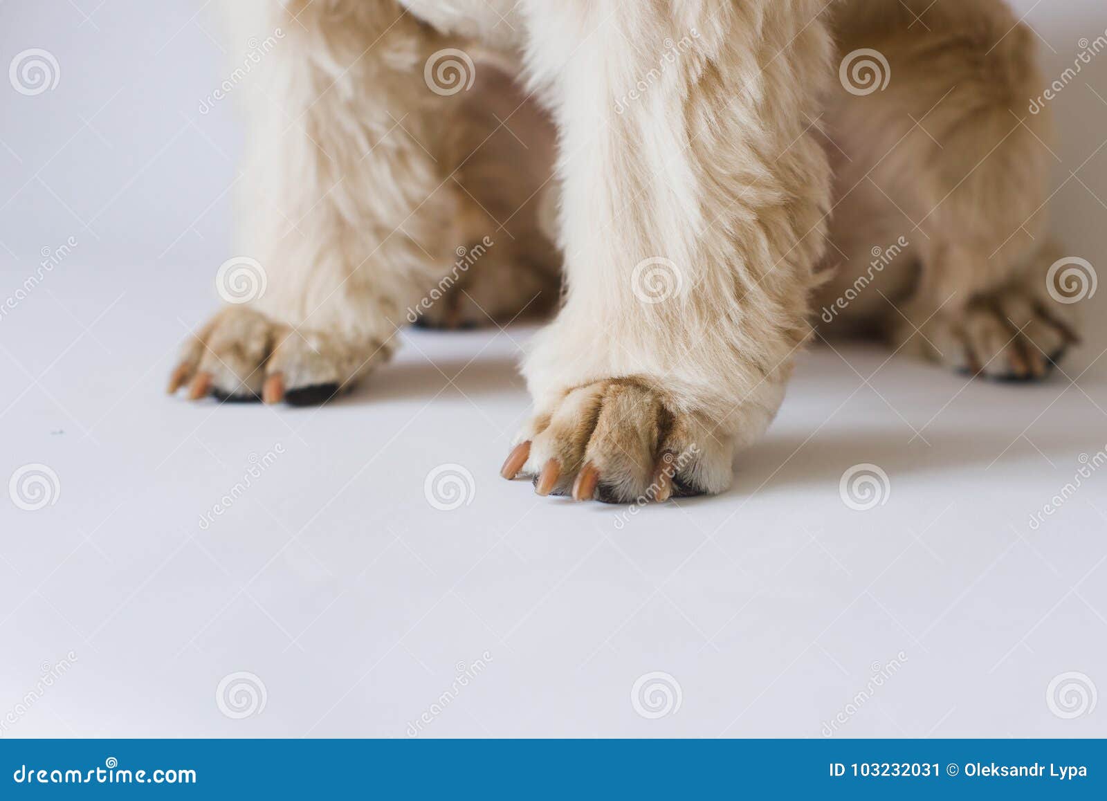 Tatzen Einer Hundenahaufnahme Stockbild - Bild von haustier, entzückend ...