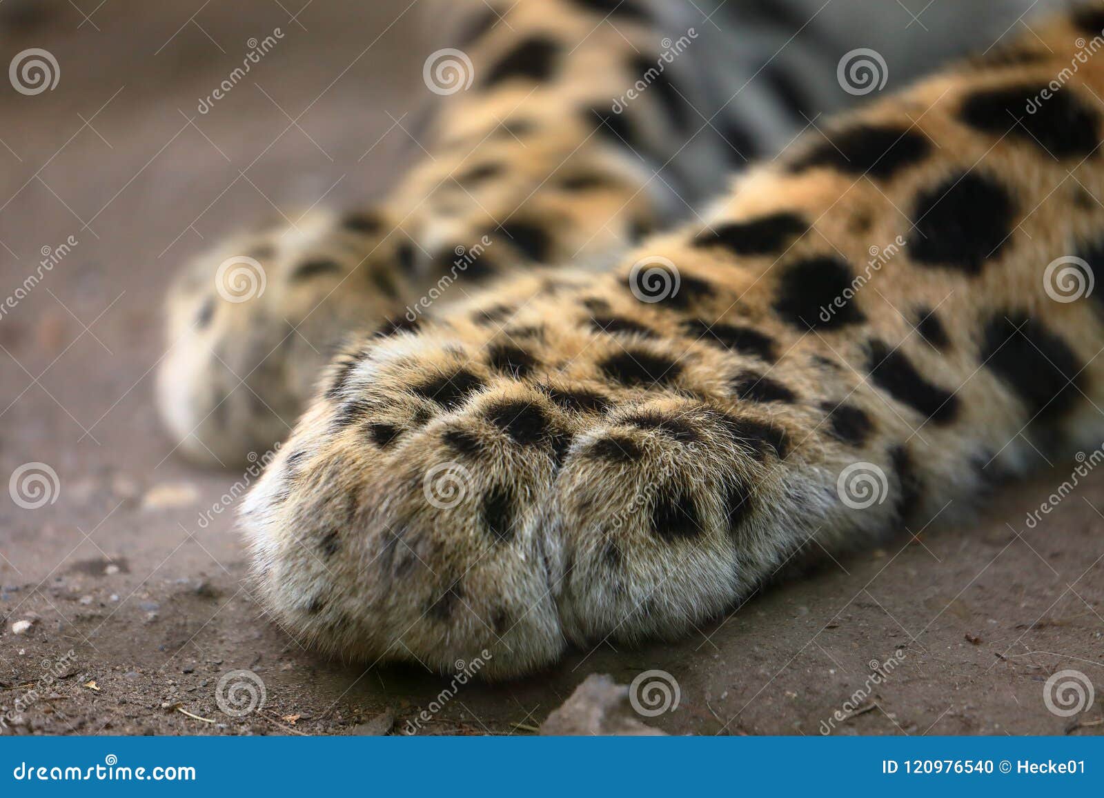 Tatzen eines Leoparden stockfoto. Bild von haut, afrika - 120976540