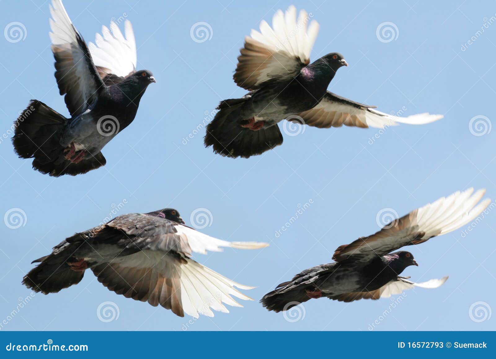Taube im Flug stockbild. Bild von flug, vogel, himmel - 16572793