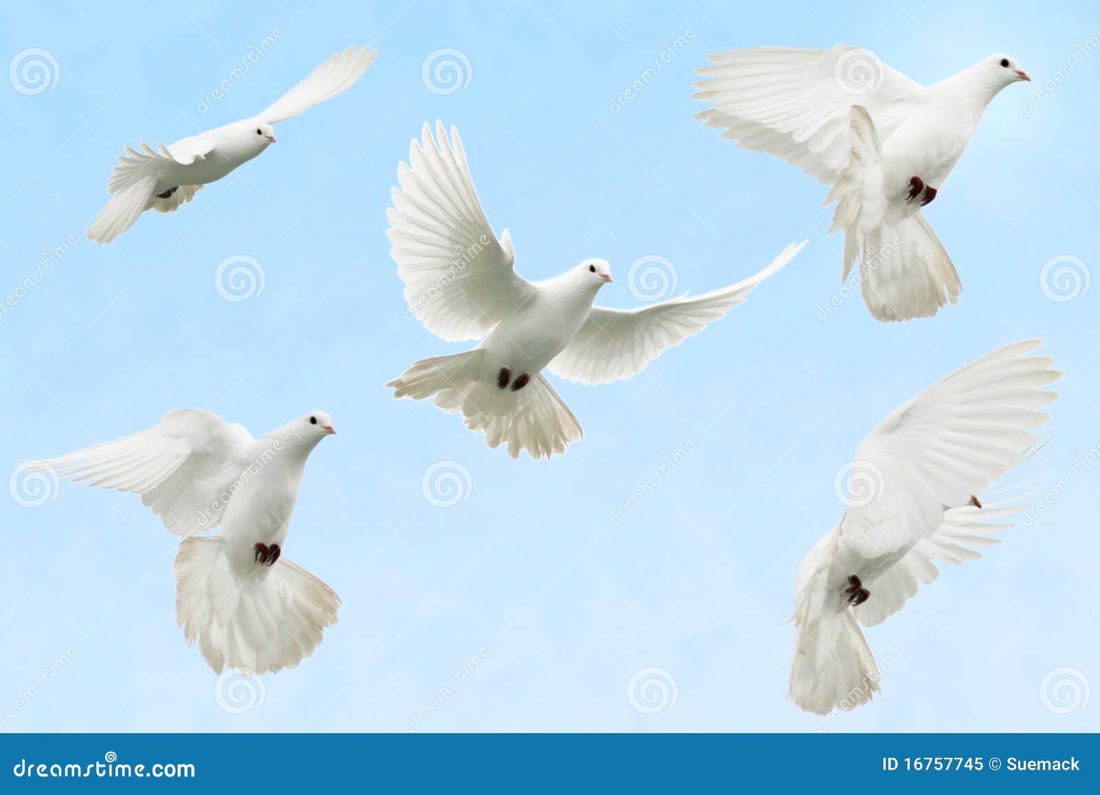 Taube im Flug stockbild. Bild von vogel, reinheit, steigen - 16757745