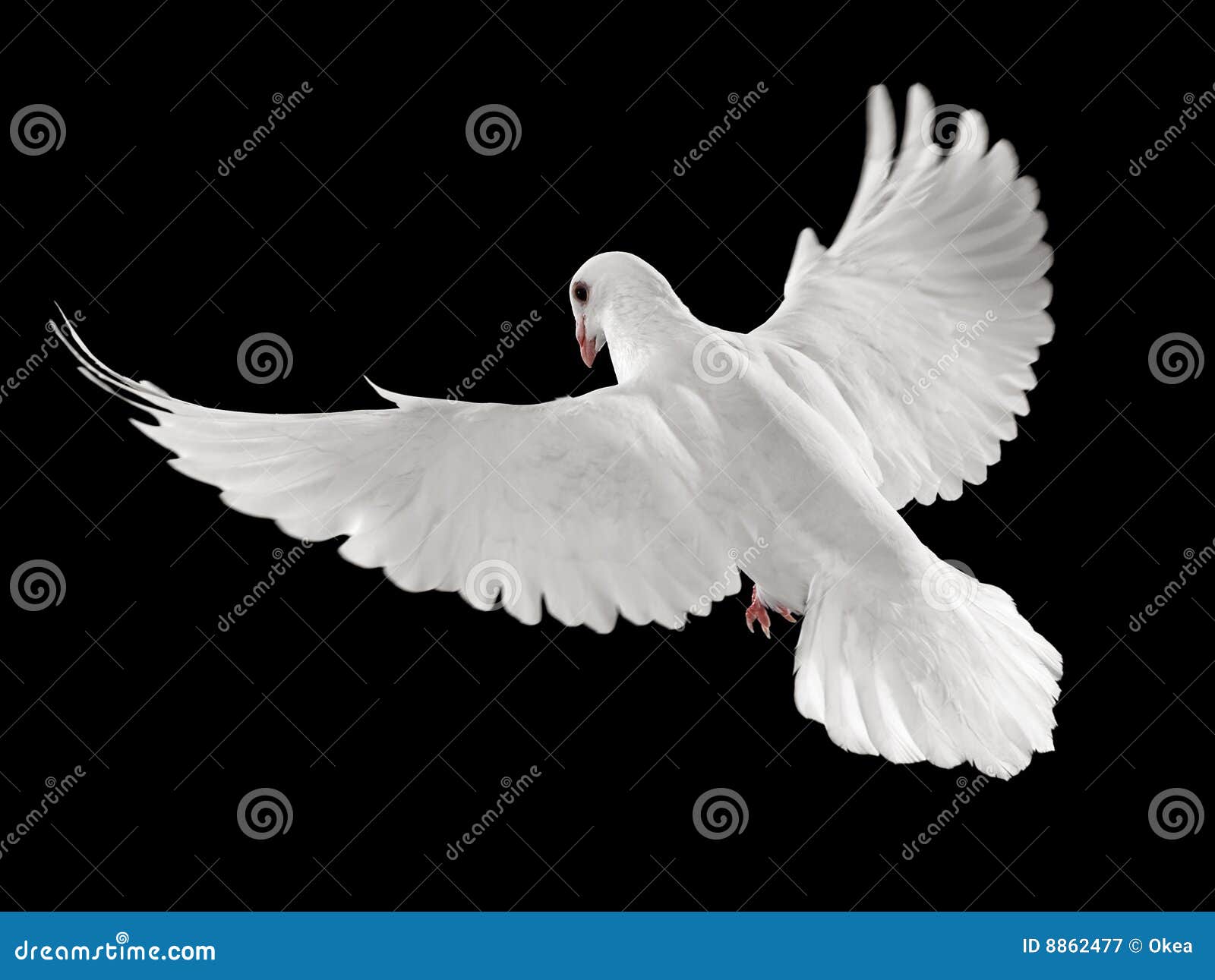 Taube im Flug stockbild. Bild von symbol, feder, taube - 8862477