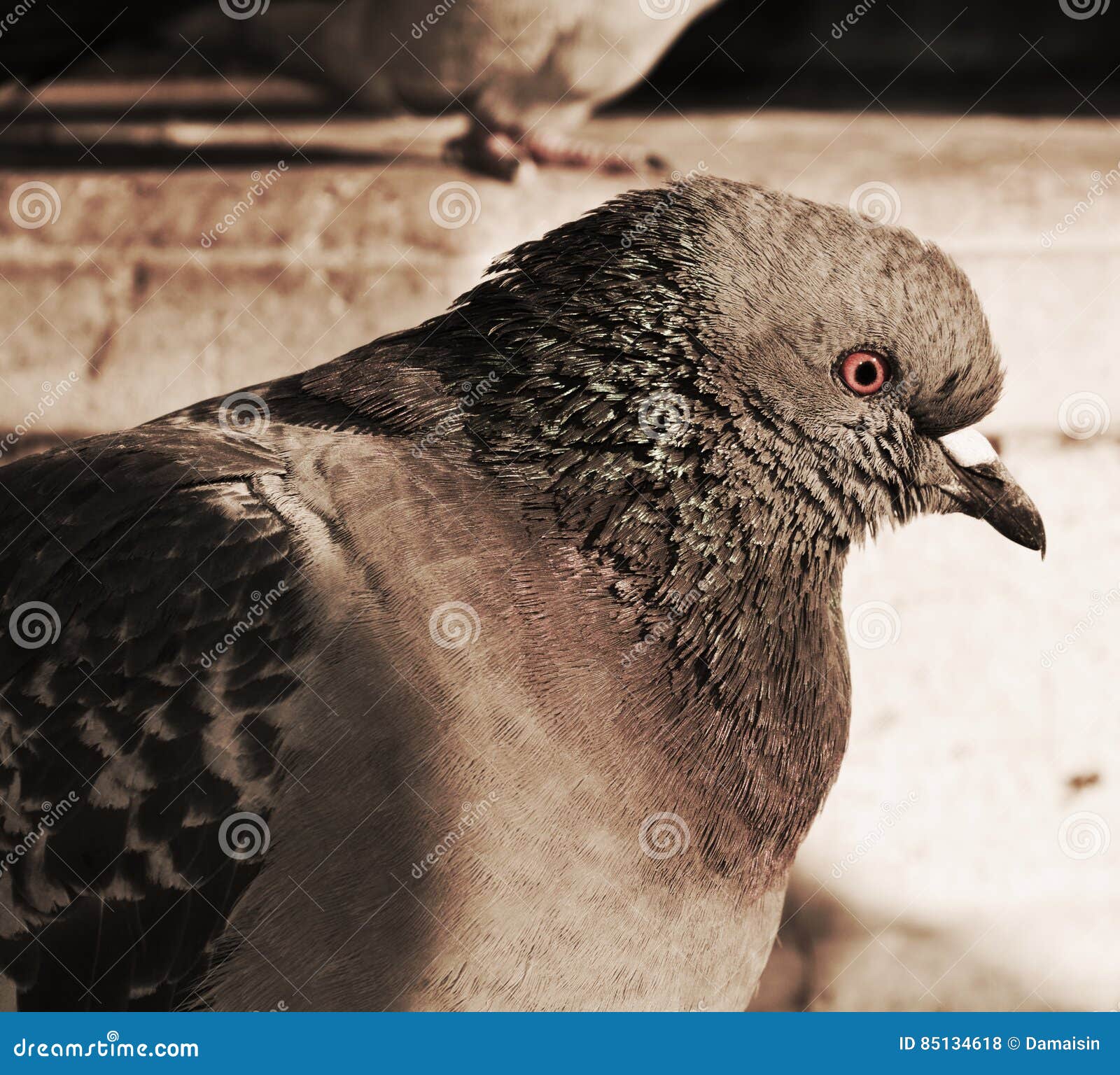 Taube, Symbol des Lebens stockfoto. Bild von tauf, frieden - 85134618