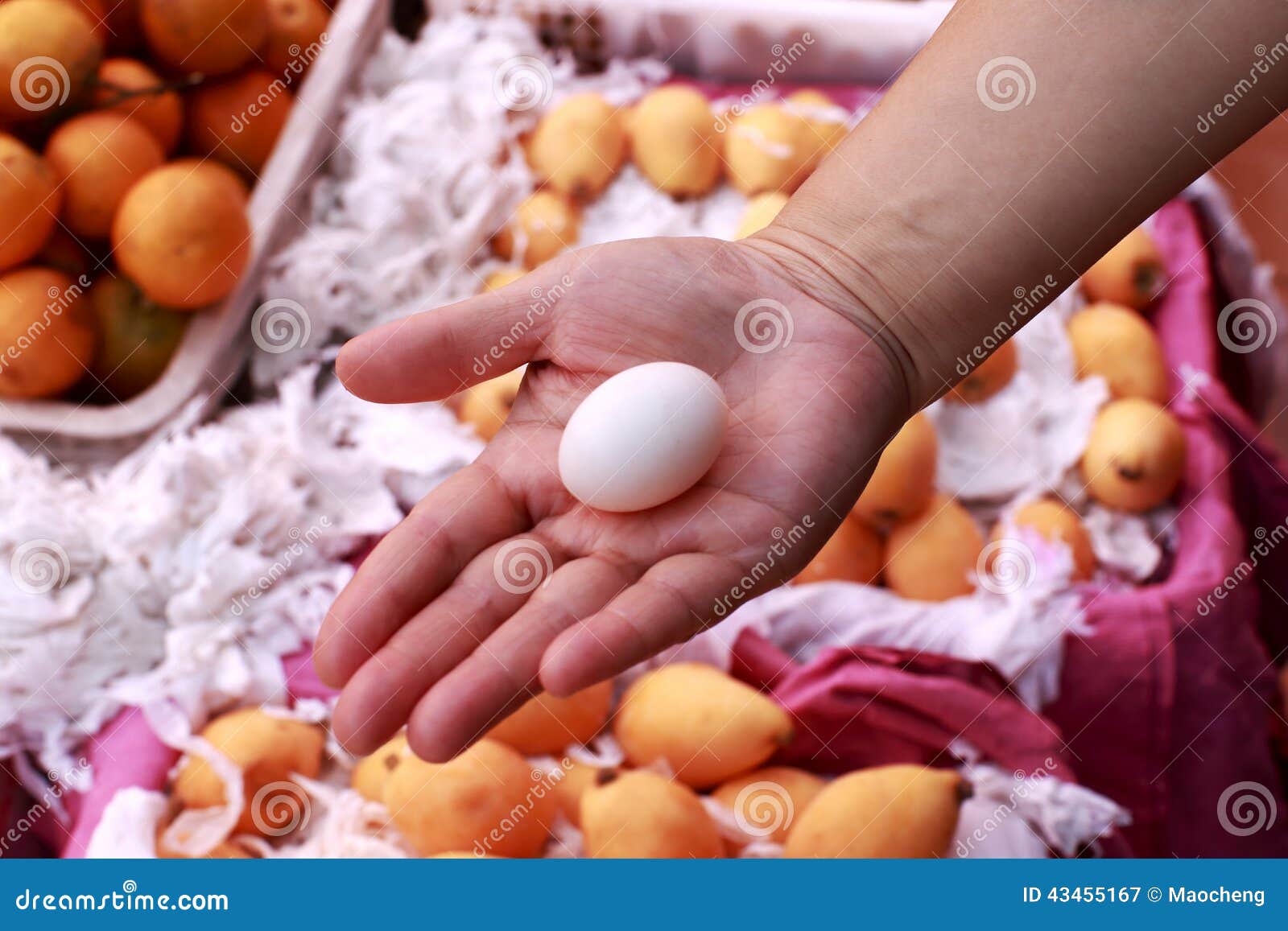 Taubenei stockbild. Bild von vögel, markt, hände, eier - 43455167