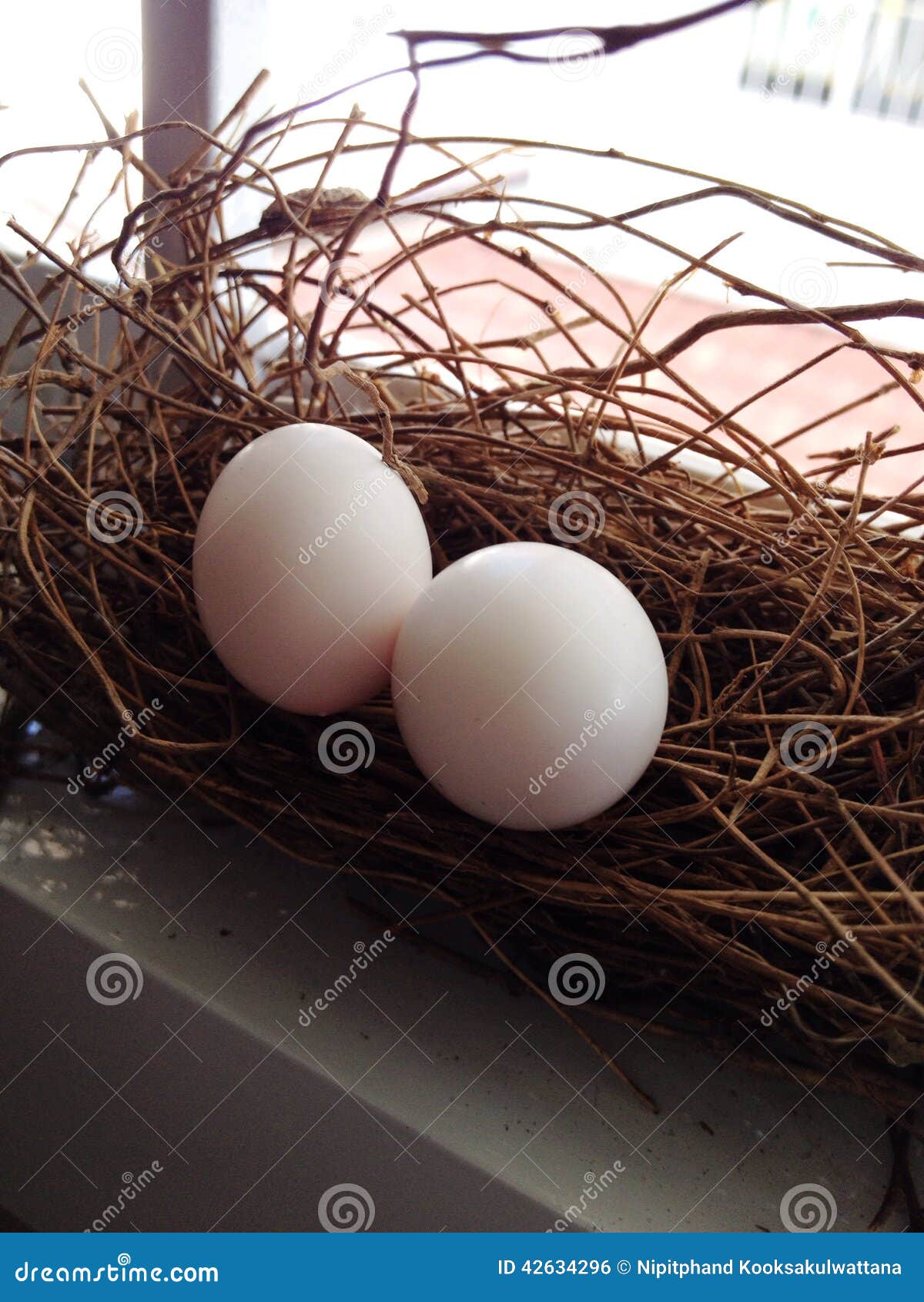 Taubenei im Nest stockfoto. Bild von tier, nest, warm - 42634296