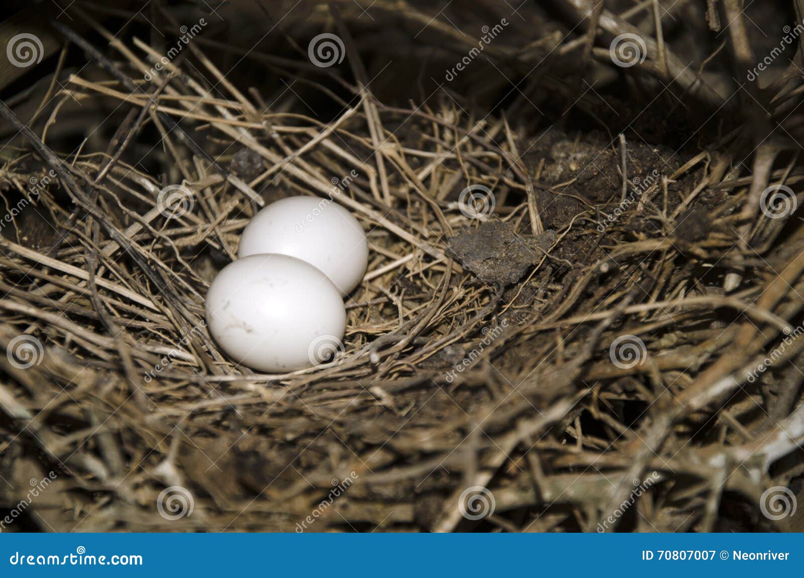 Taubeneier stockbild. Bild von vogel, verschachtelung - 70807007