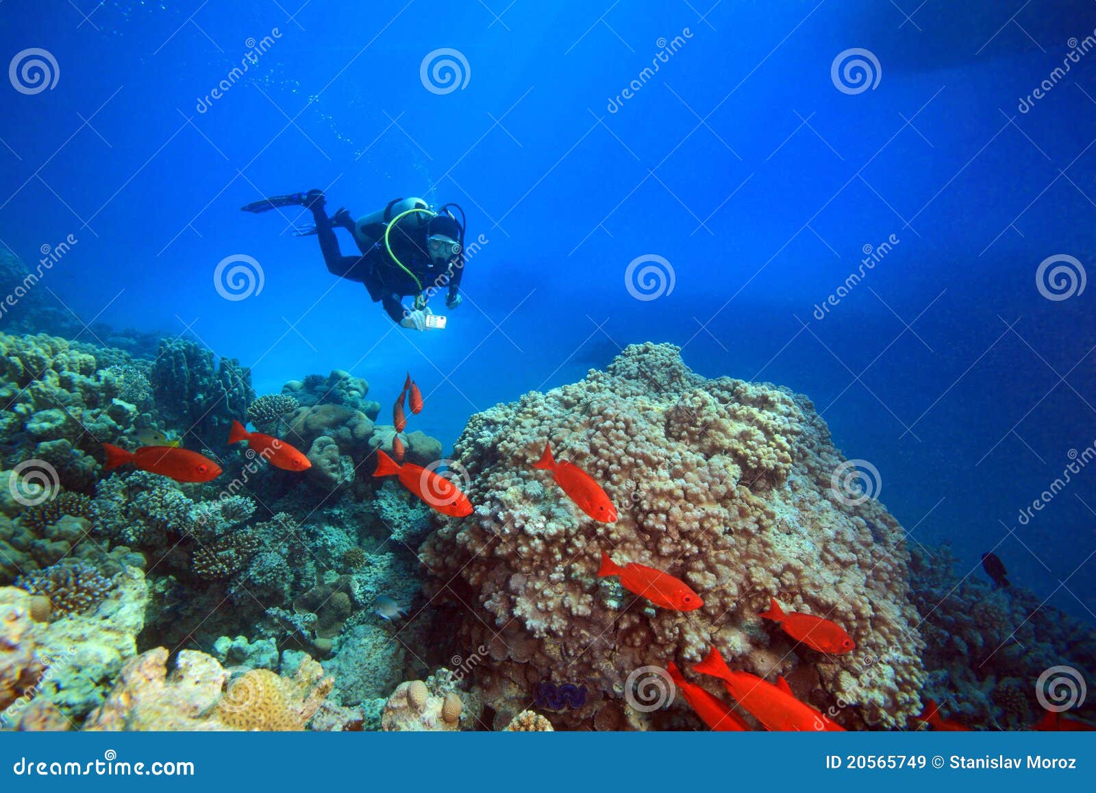 Tauchen im Roten Meer stockbild. Bild von wildnis, riff - 20565749