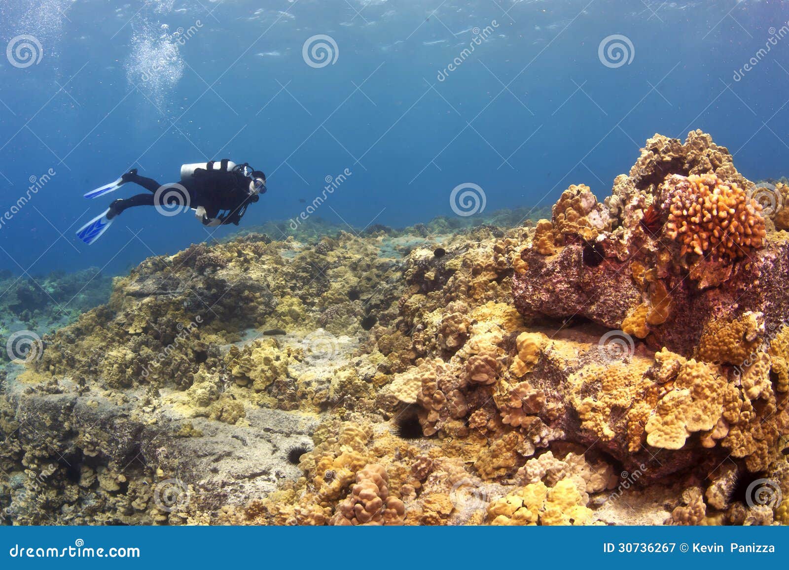 Taucher Auf Einem Hawaiischen Riff Stockbild - Bild von riff, reise ...
