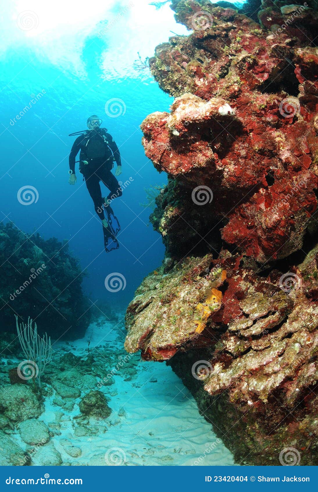 Taucher auf Riffwand. stockfoto. Bild von riff, tief - 23420404
