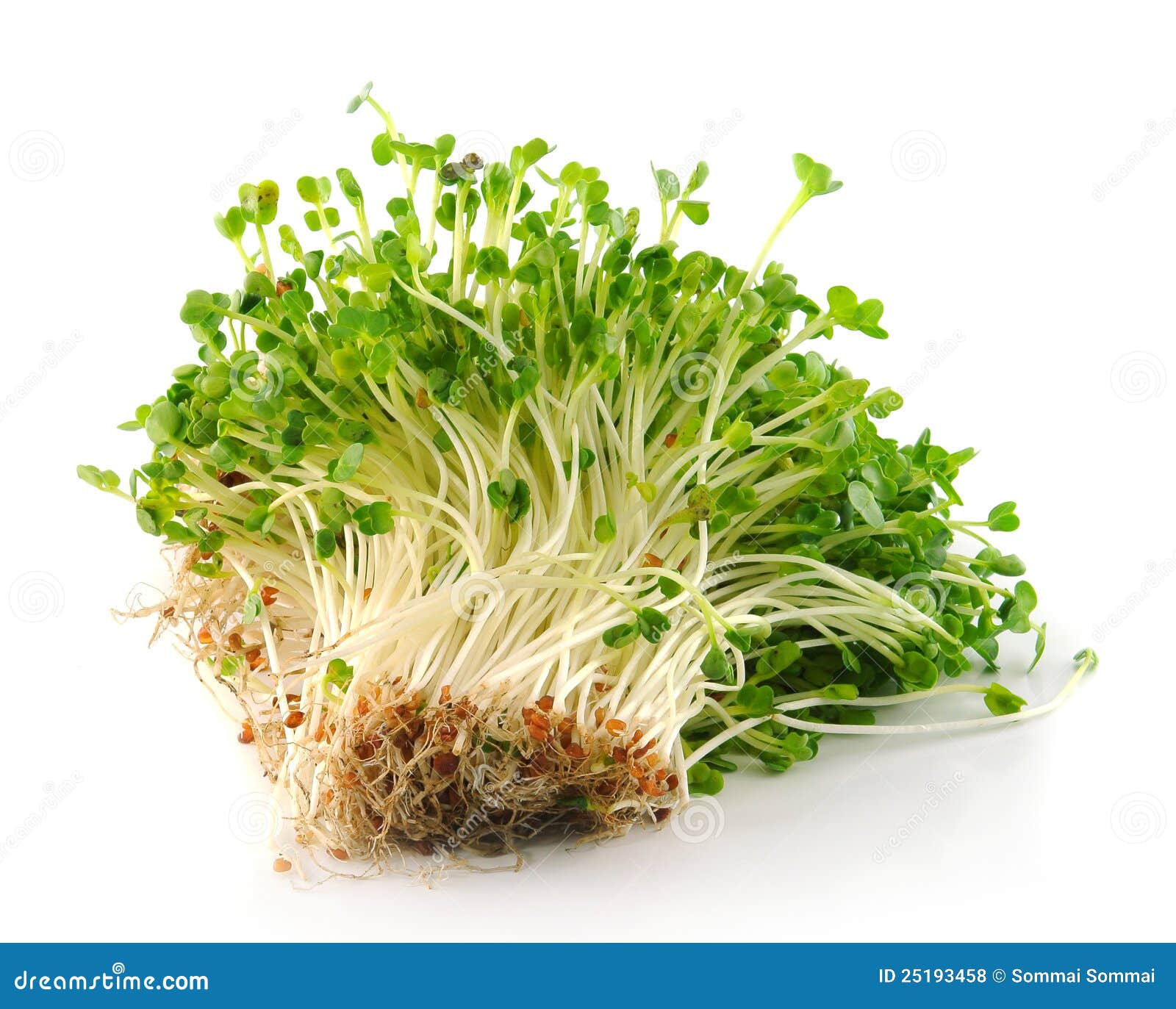 Taugé stock foto. Image of achtergrond, klein, ecologisch - 25193458