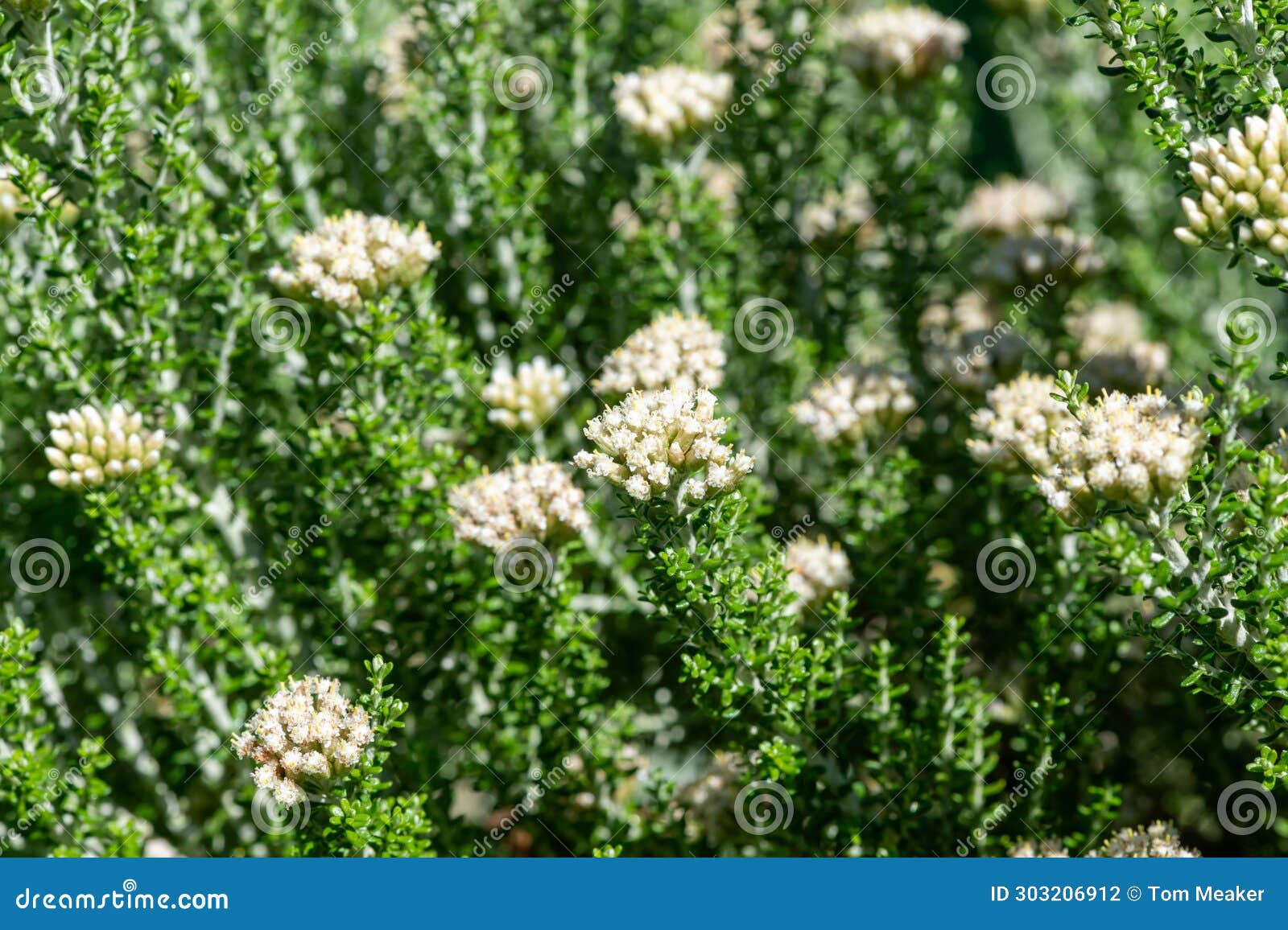 Tauhinu (ozothamnus Leptophyllus) Flowers Stock Photo - Image of ...