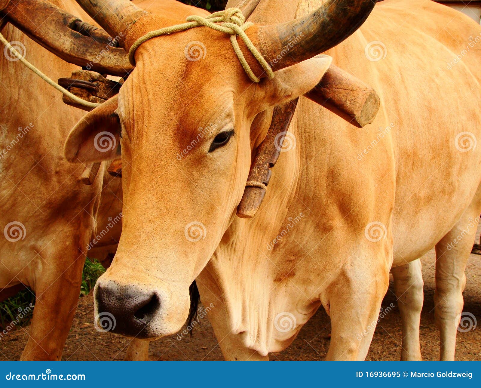 Taureau image stock. Image du bovin, nature, champs, zone - 16936695