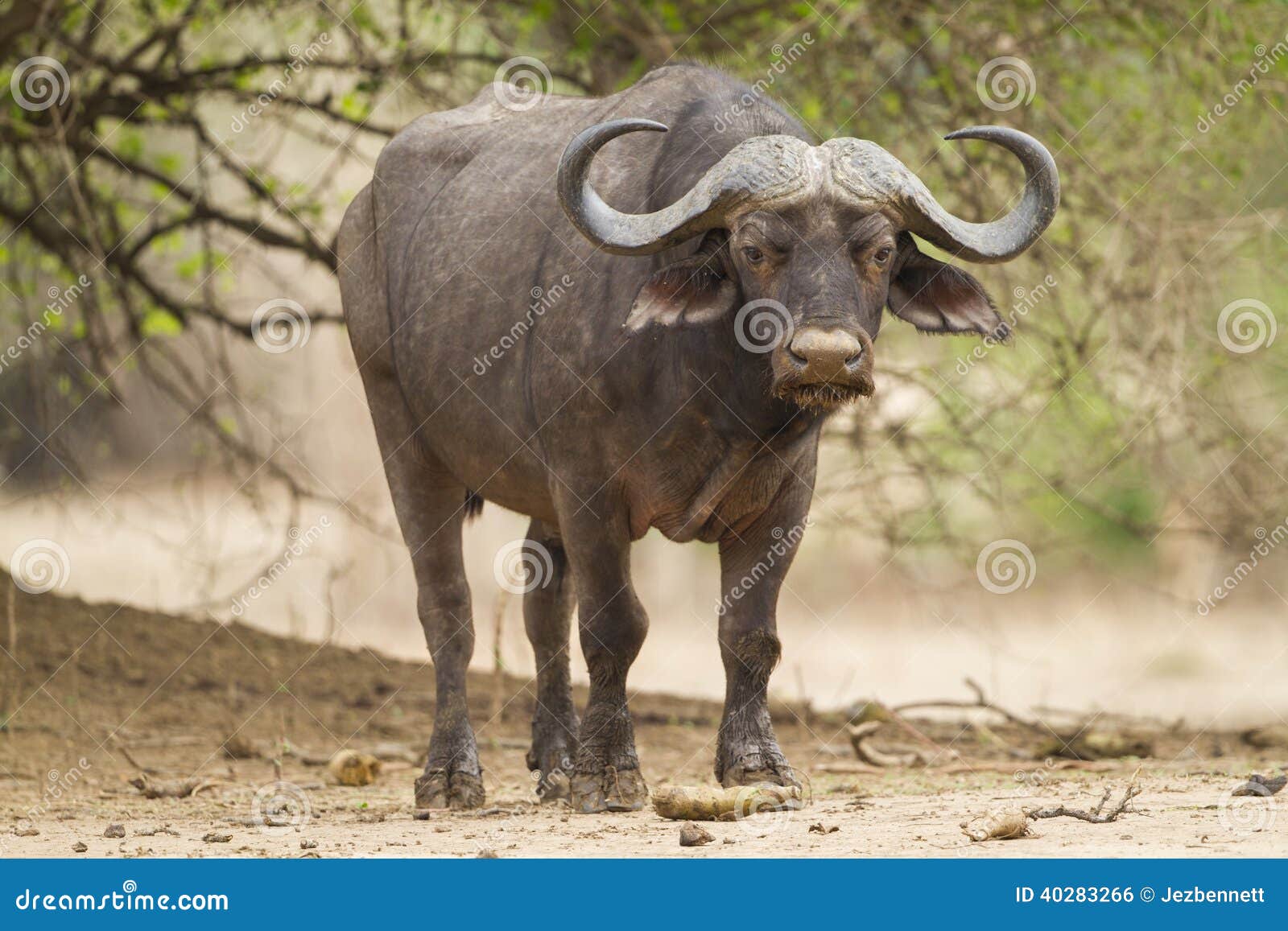 Taureau Africain De Buffalo Photo stock - Image du masculin ...
