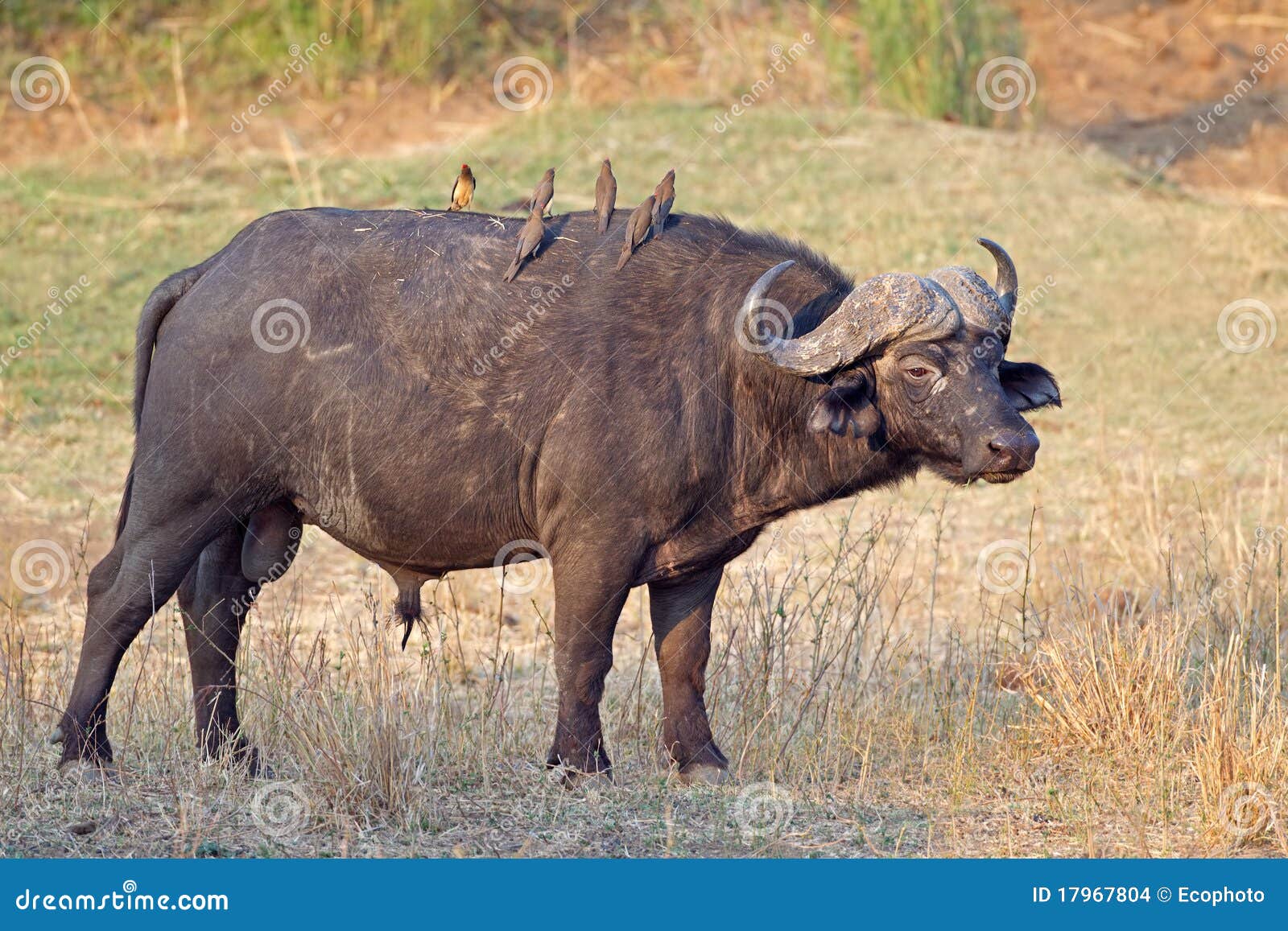 Taureau africain de buffle photo stock. Image du safari - 17967804