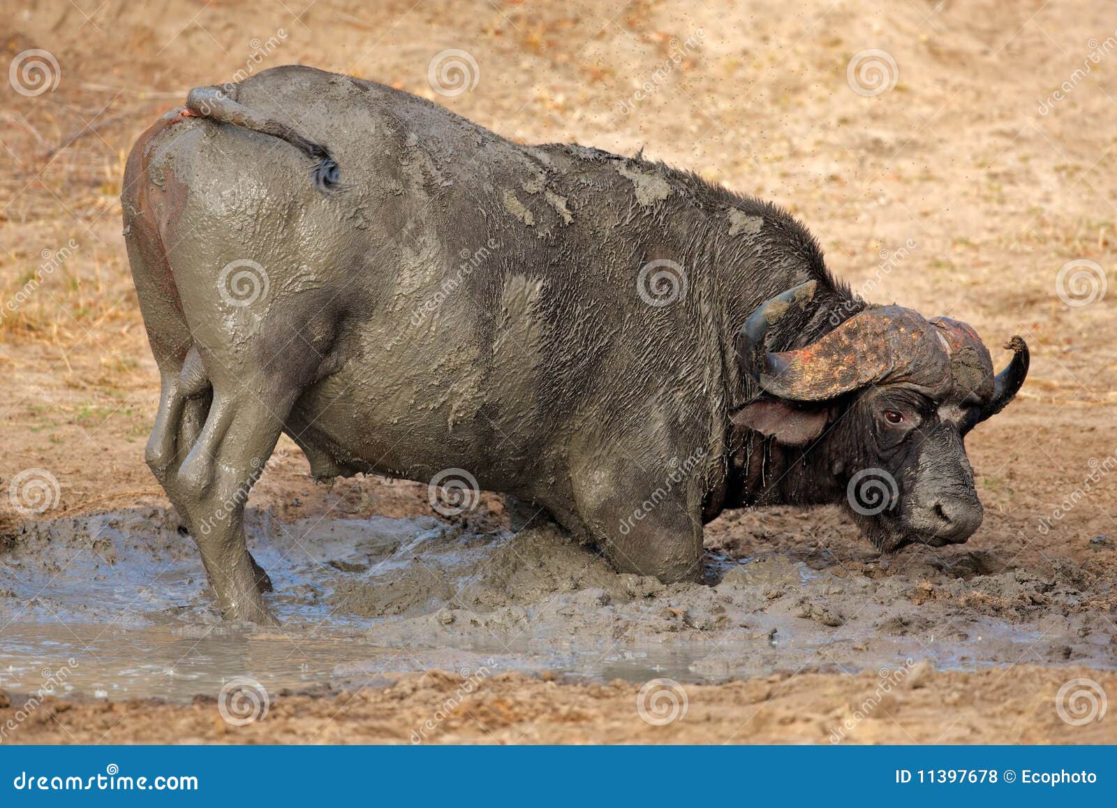 Taureau Africain De Buffle, Afrique Du Sud Photo stock - Image of bovin ...