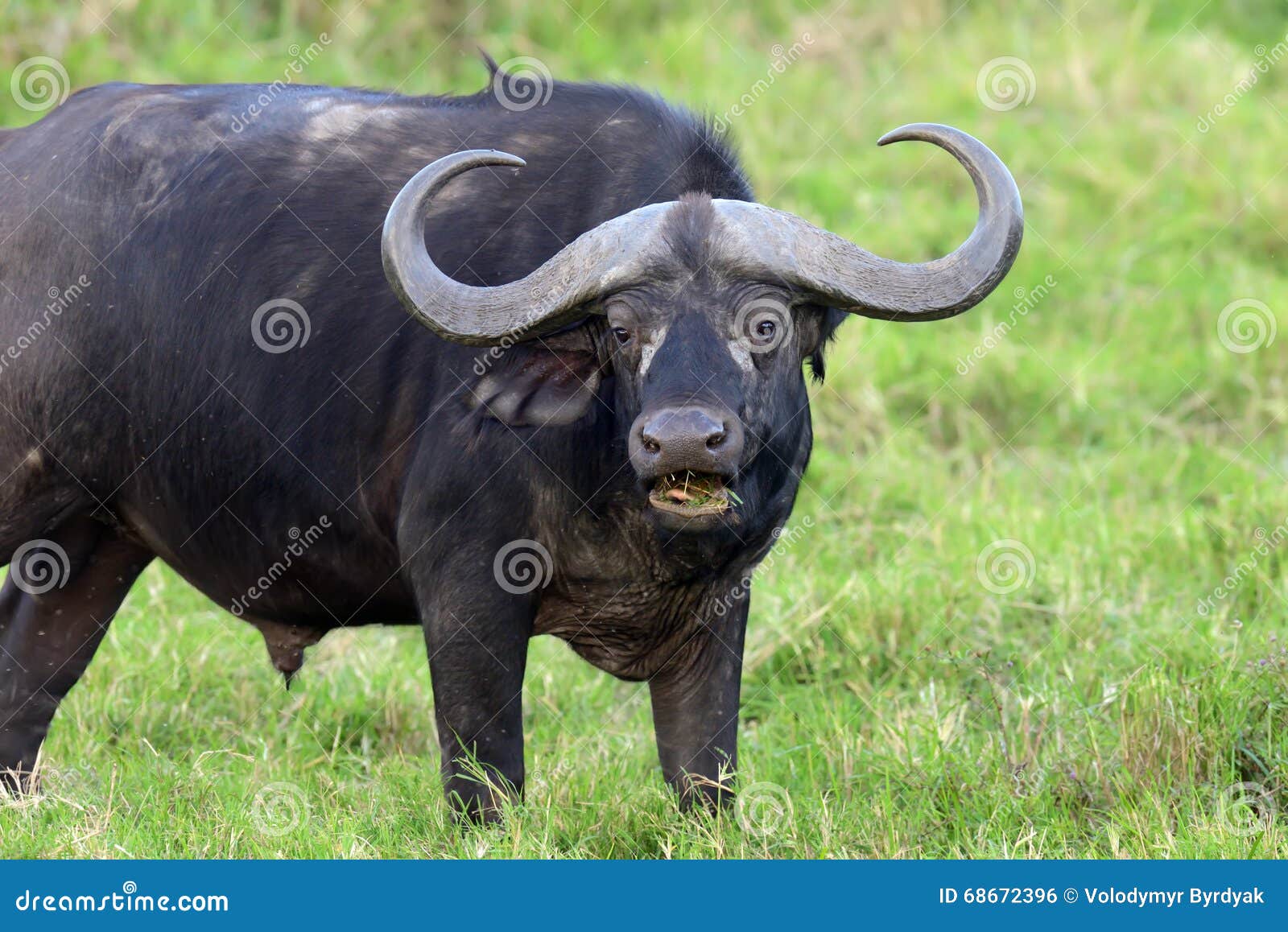 Taureau Africain Sauvage De Buffle Photo stock - Image du afrique ...