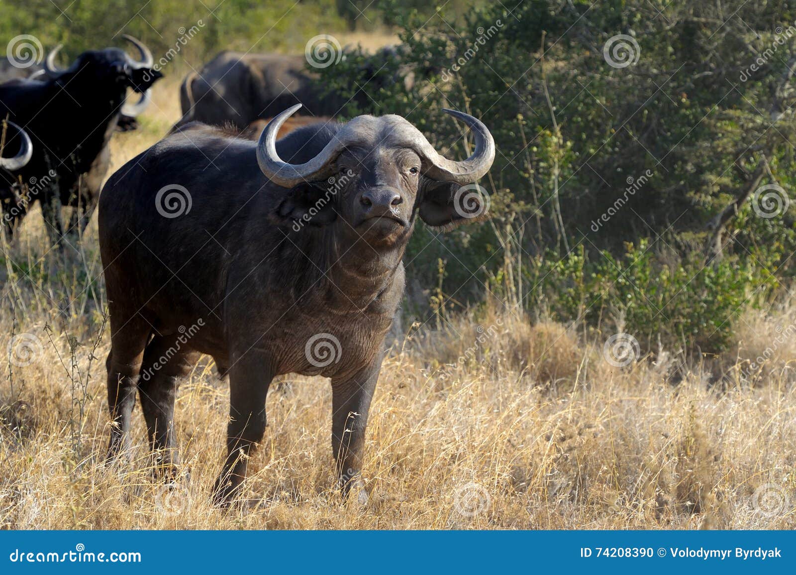 Taureau Africain Sauvage De Buffle Photo stock - Image du buffle, noir ...