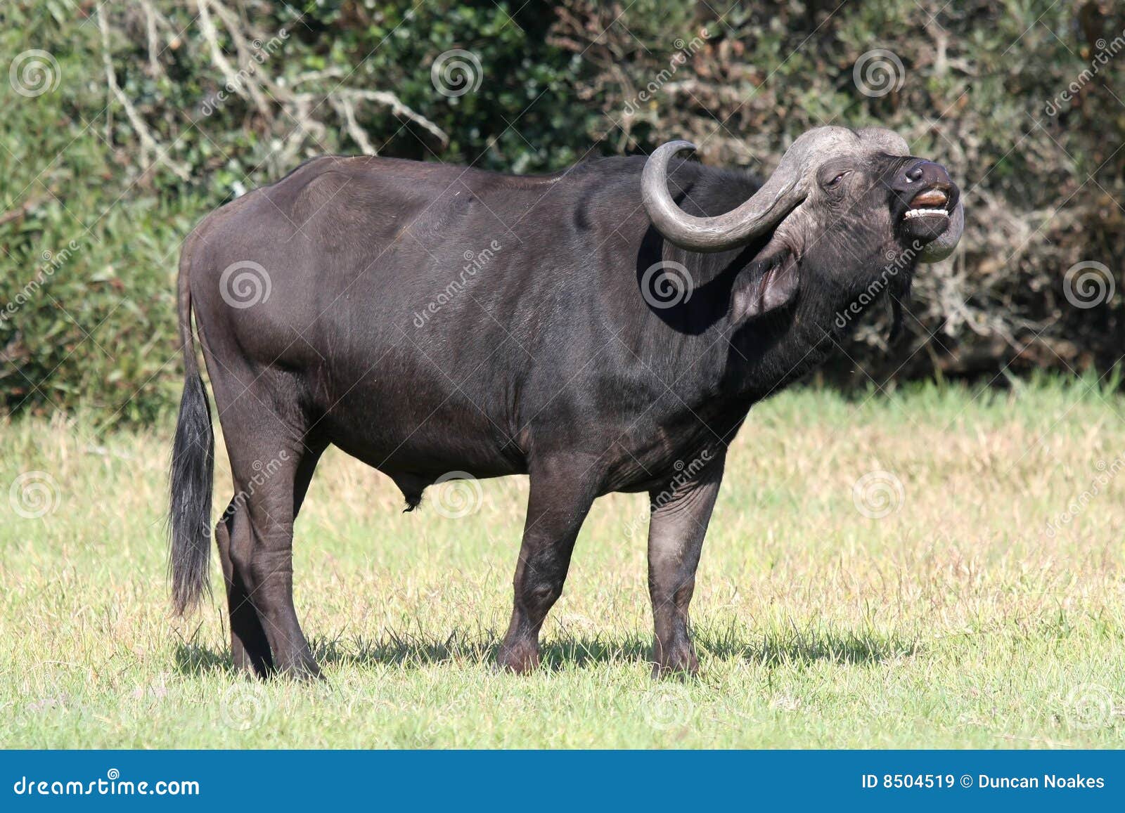 Taureau de buffle image stock. Image du noir, tourisme - 8504519