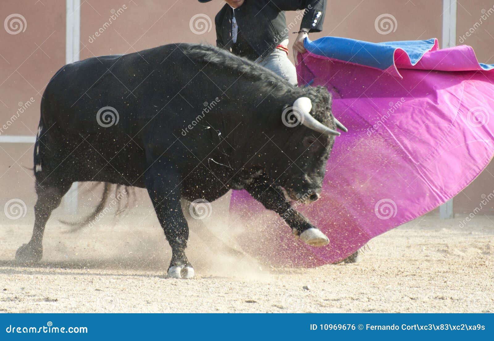 Taureau de combat photo stock. Image du divertissement - 10969676