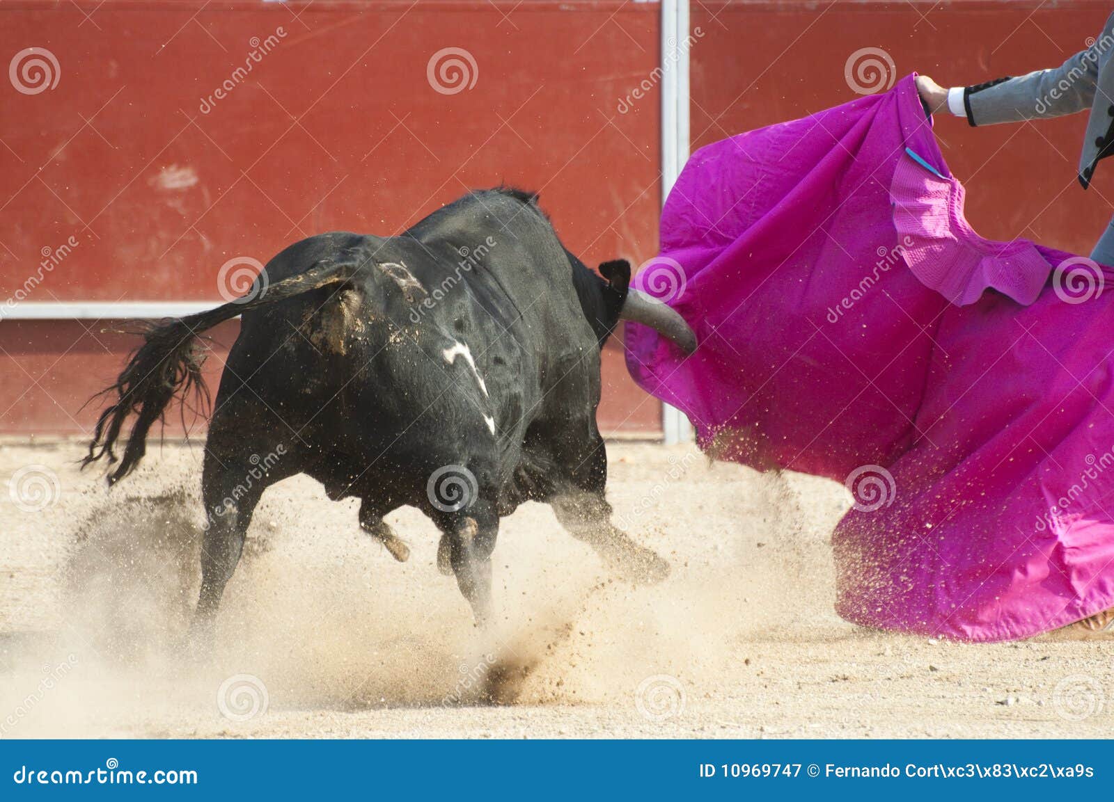 Taureau de combat image stock. Image du culture, espagne - 10969747