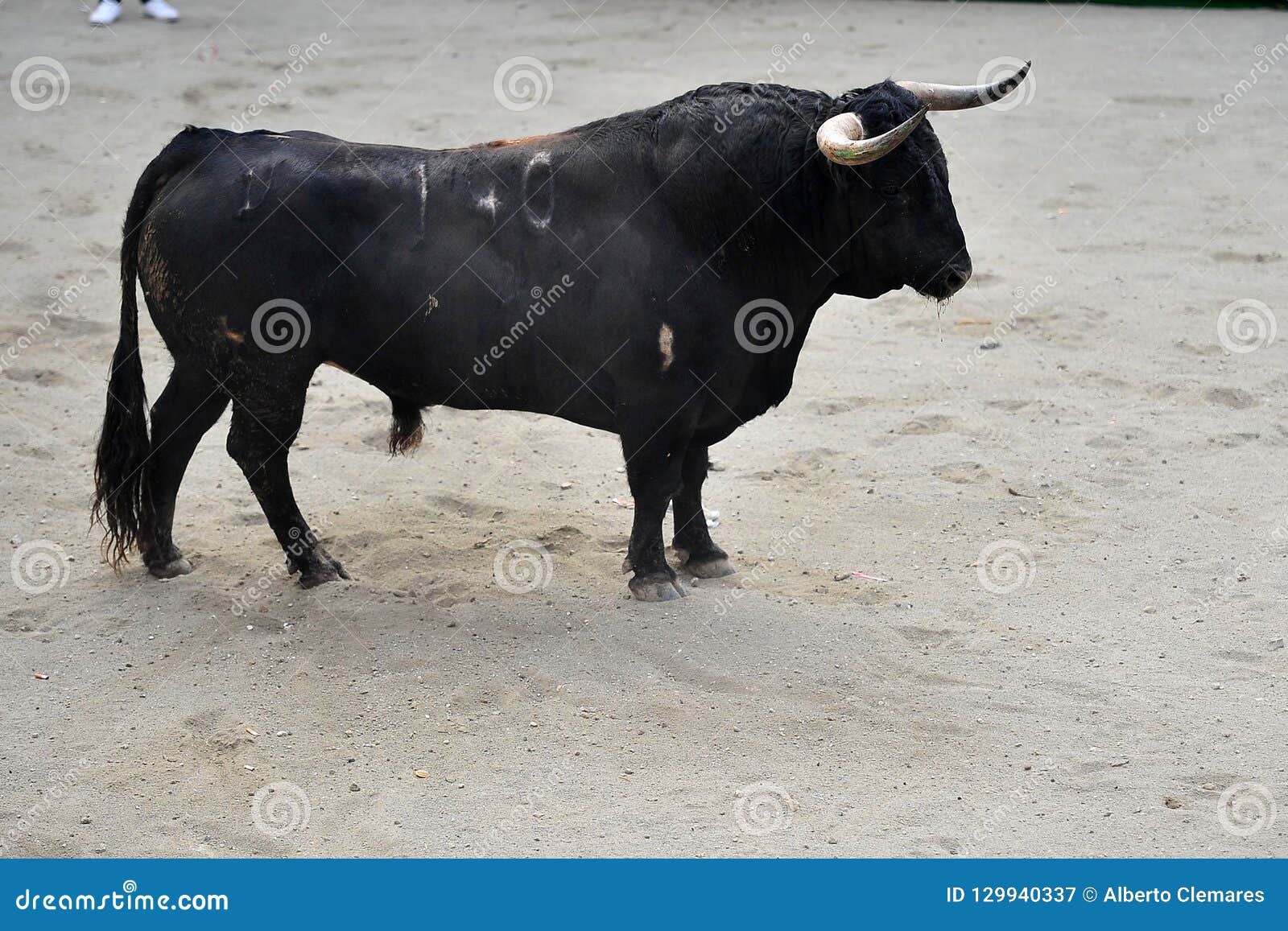 Taureau de combat espagnol image stock. Image du tradition - 129940337