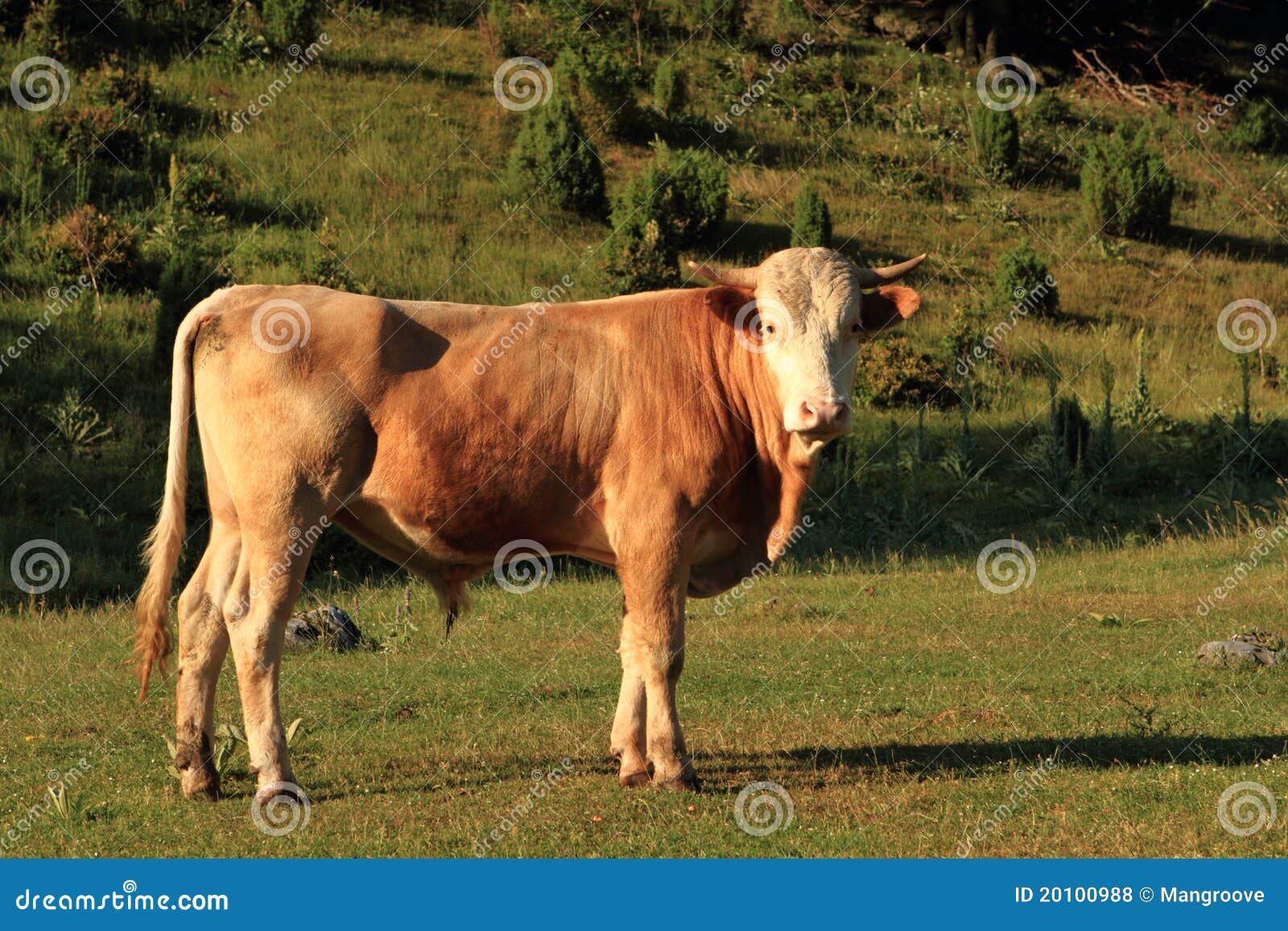 Taureau de vache photo stock. Image du vache, pâturage - 20100988