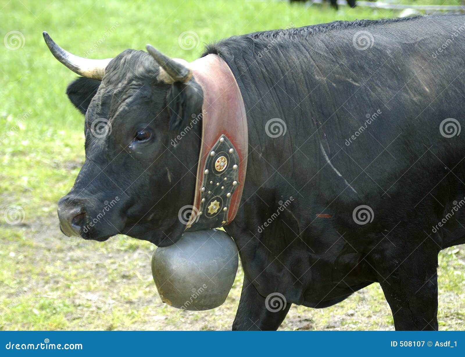 Taureau suisse de combat image stock. Image du traditionnel - 508107