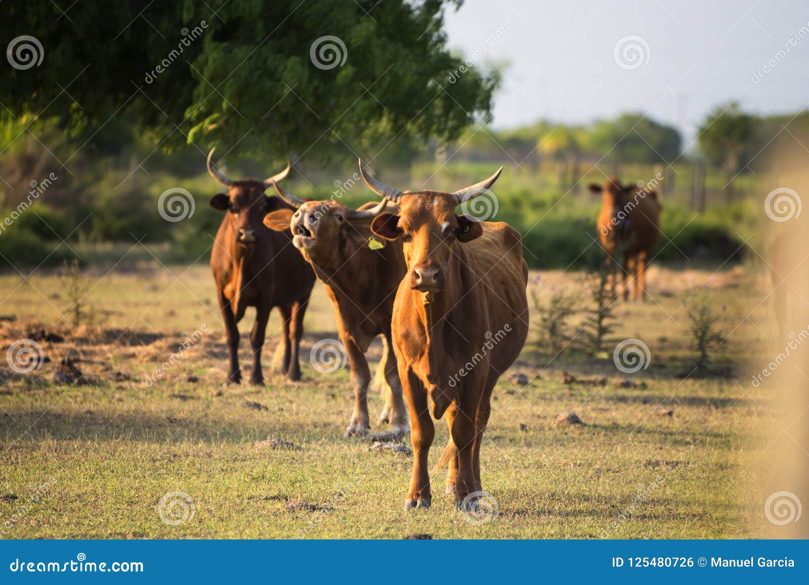 images courantes de Taureaux - photos gratuites de redevance du ...