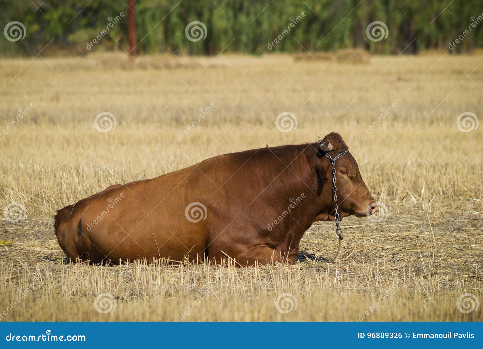 Taurine Cattle Taurus in Greece. Stock Photo - Image of meadows ...