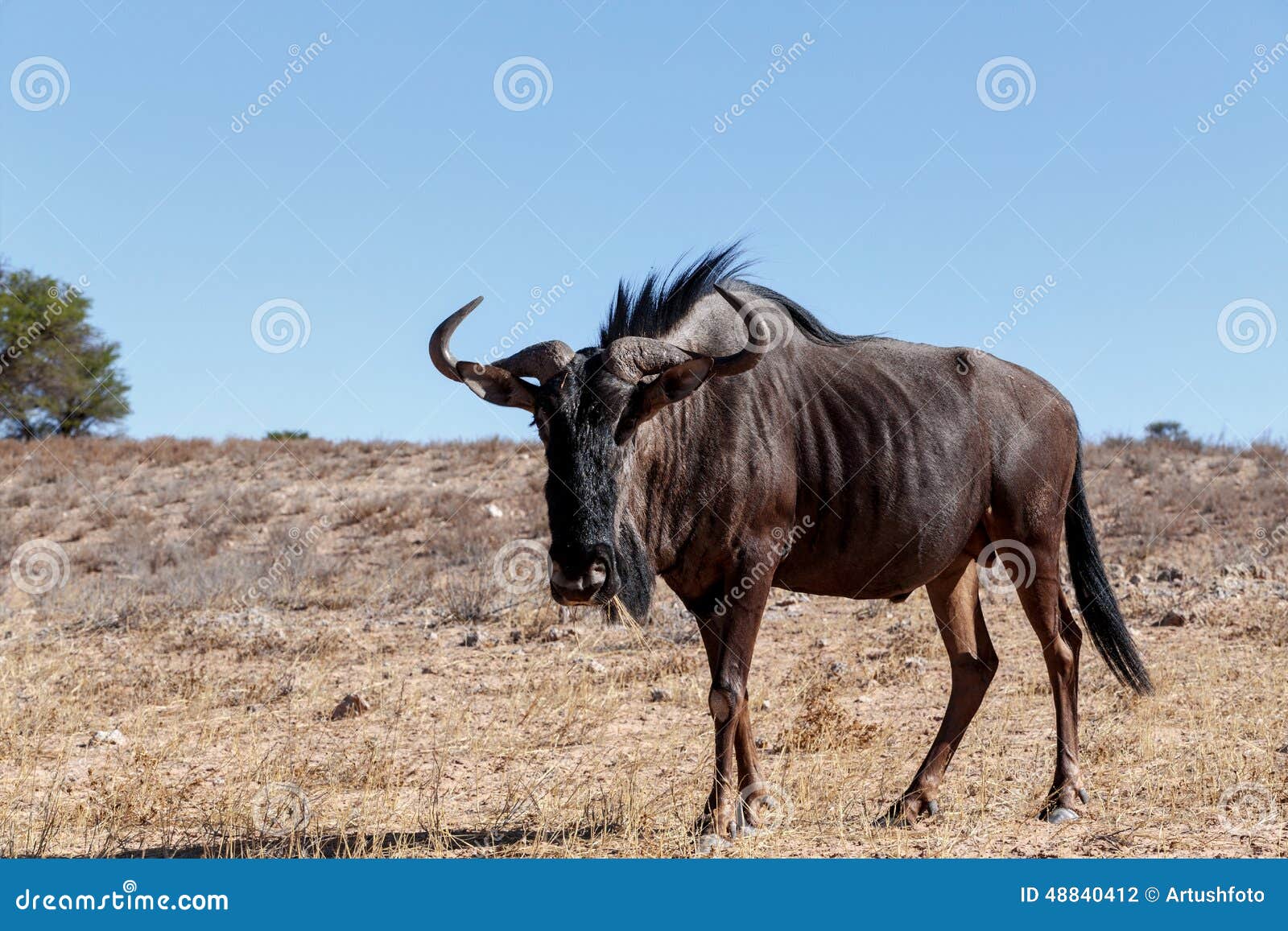 (Taurinus Do Connochaetes) Gnu Azul Selvagem Do Gnu Foto de Stock ...
