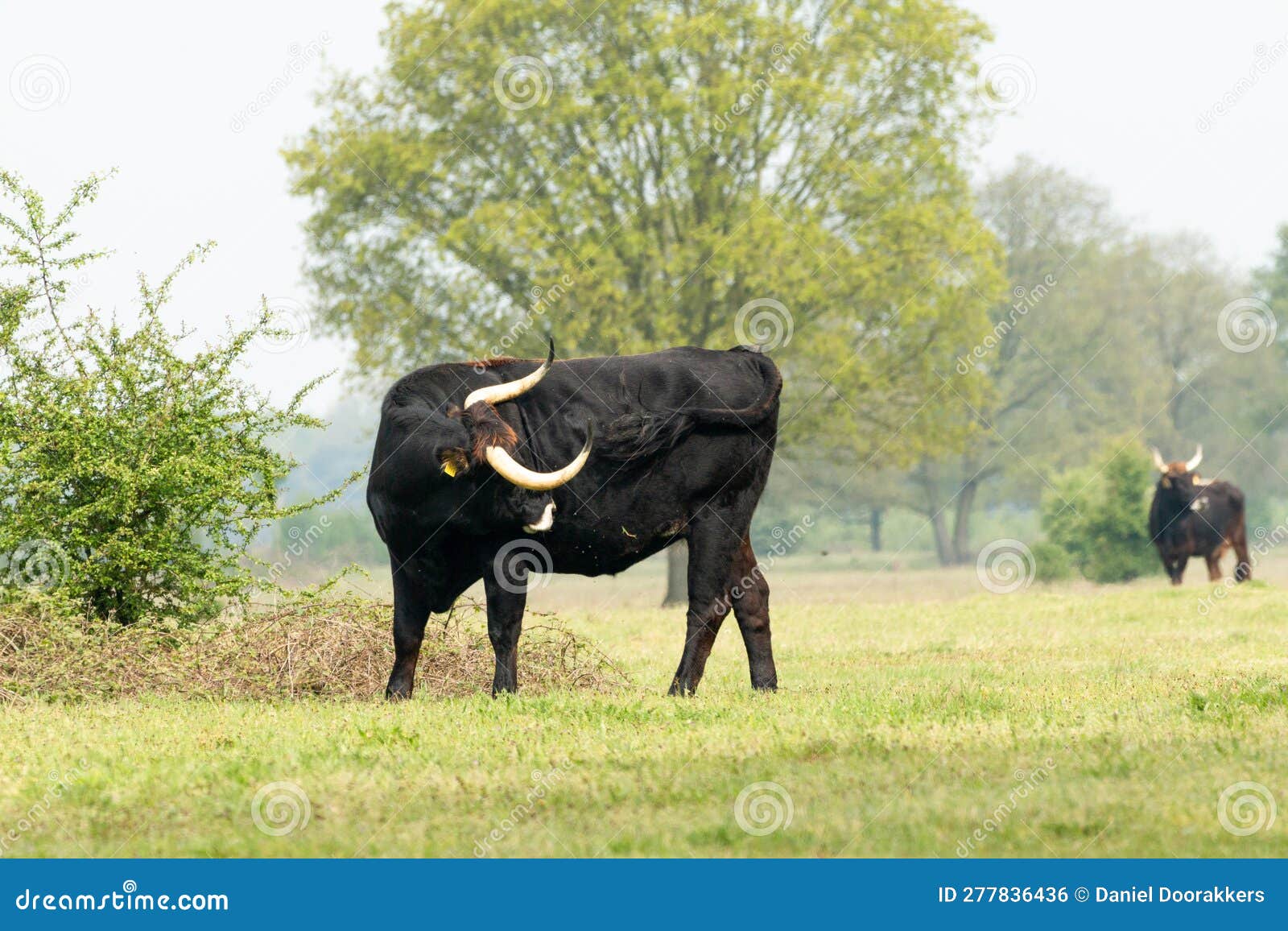 Taurus Bull is Itchy and Scratching Himself by Turning His Head Stock ...