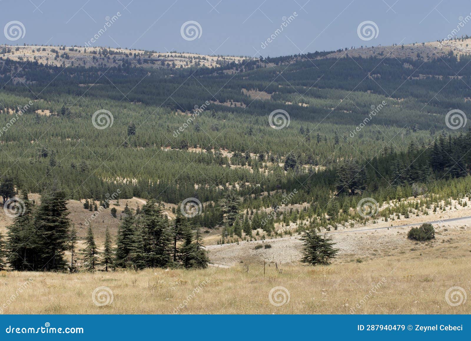 Forest of Taurus Cedar Trees in Mersin Stock Image - Image of tree ...
