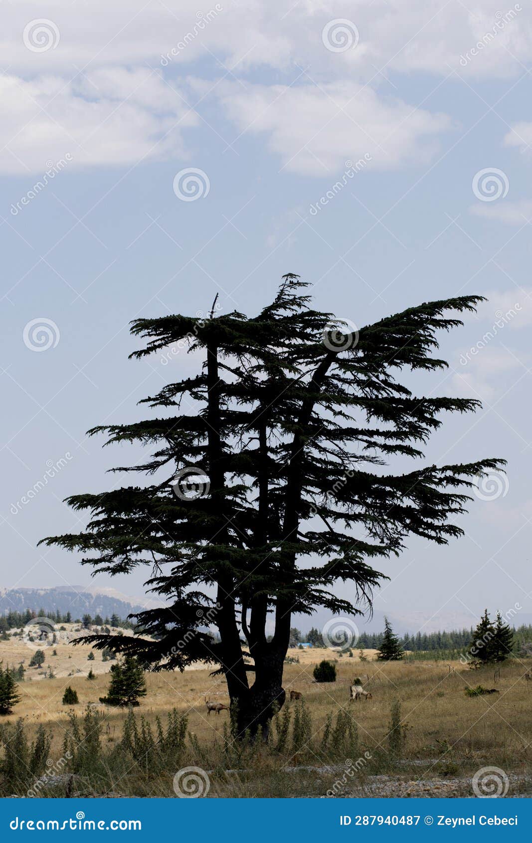 A Taurus Cedar Tree on Taurus Mountains Stock Image - Image of nature ...