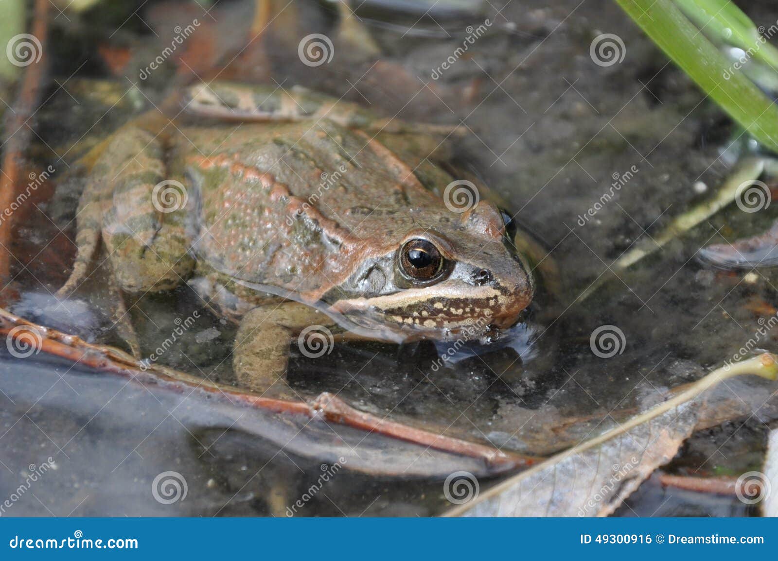 Taurus frog stock photo. Image of frog, rana, endemic - 49300916
