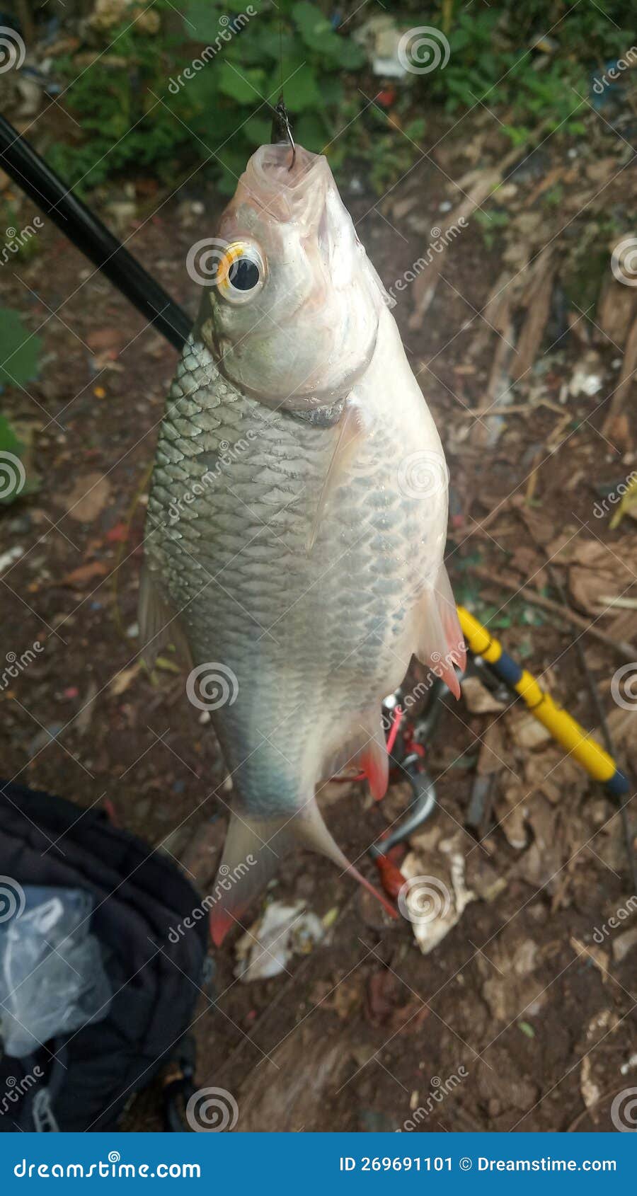 Tawes fish stock image. Image of tawes, swift, fish - 269691101