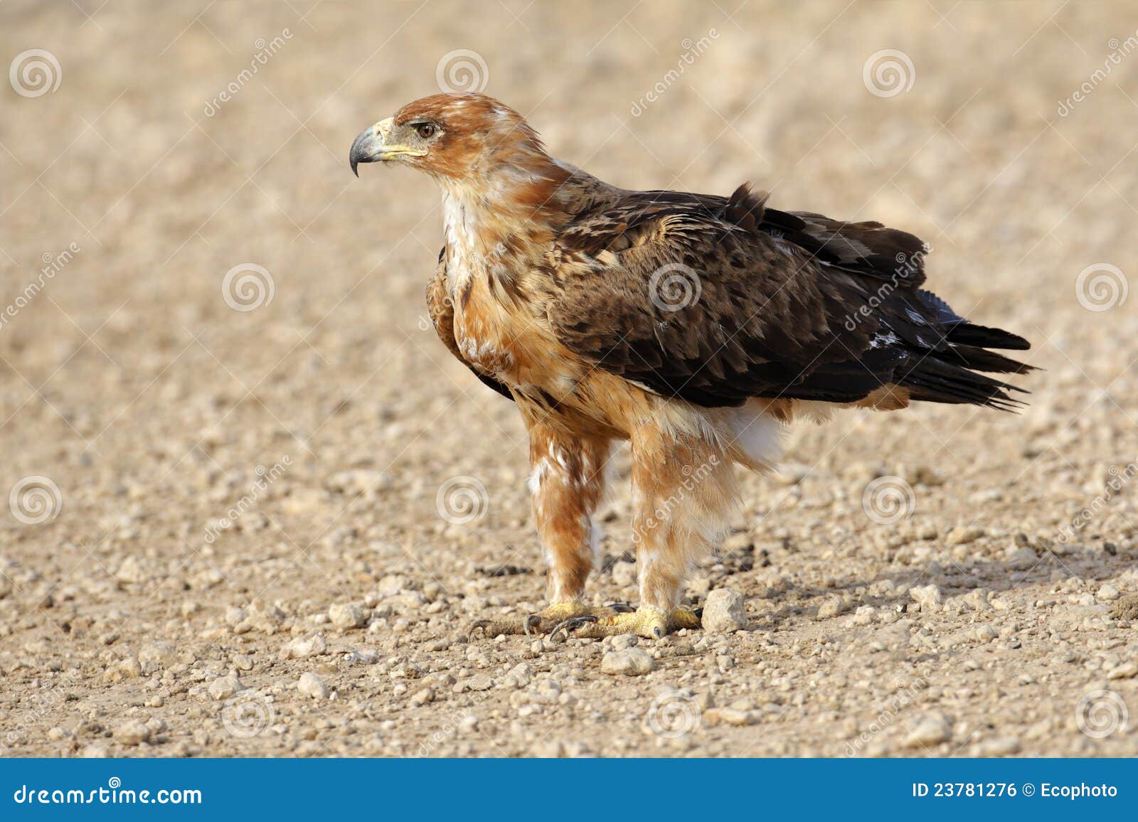 Tawny Adler stockfoto. Bild von wild, wildnis, boden - 23781276