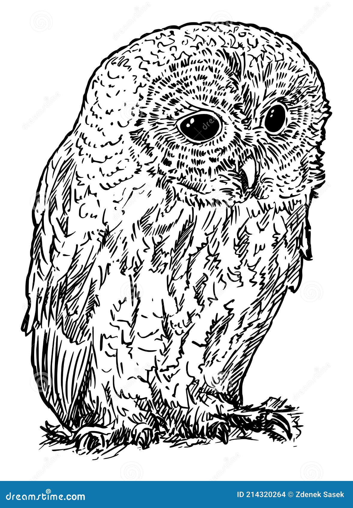 Tawny or Brown Owl Bird. Vector Drawing or Illustration Stock Vector ...