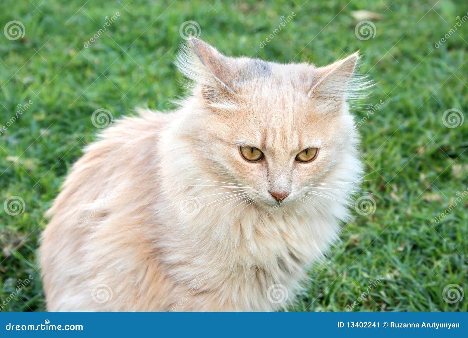 Tawny cat stock image. Image of kitty, adorable, feline - 13402241