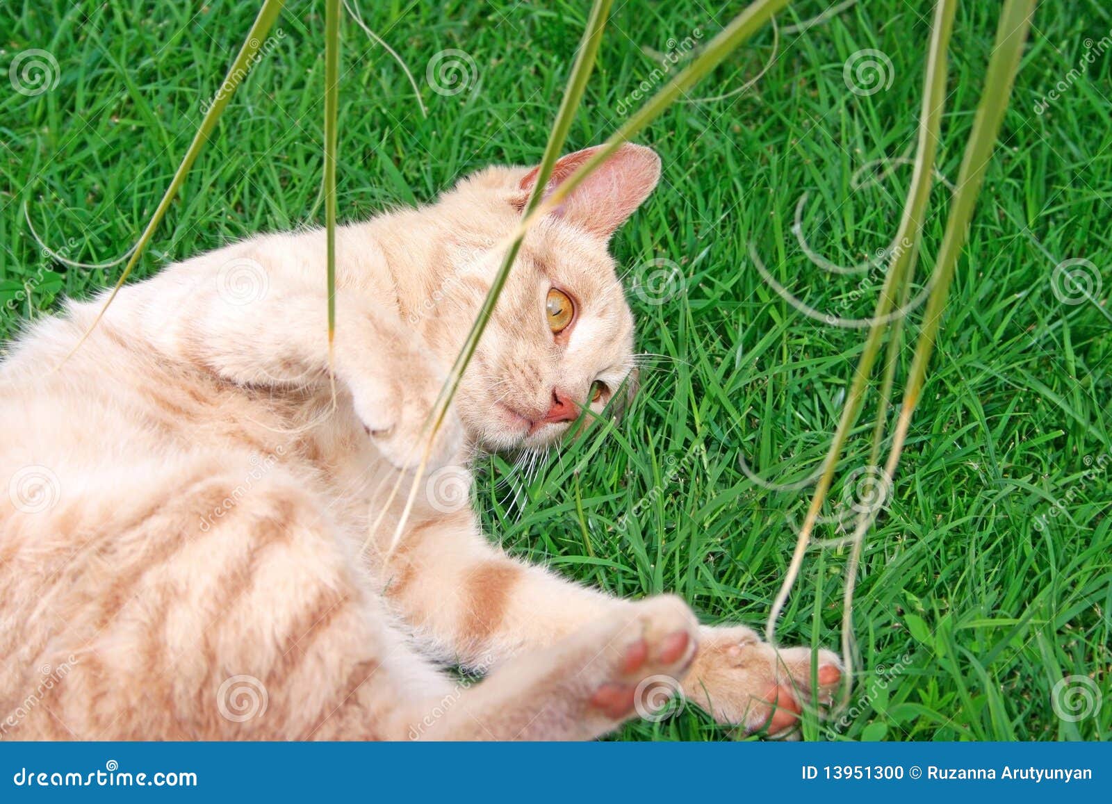 Tawny cat stock photo. Image of grass, gape, expression - 13951300