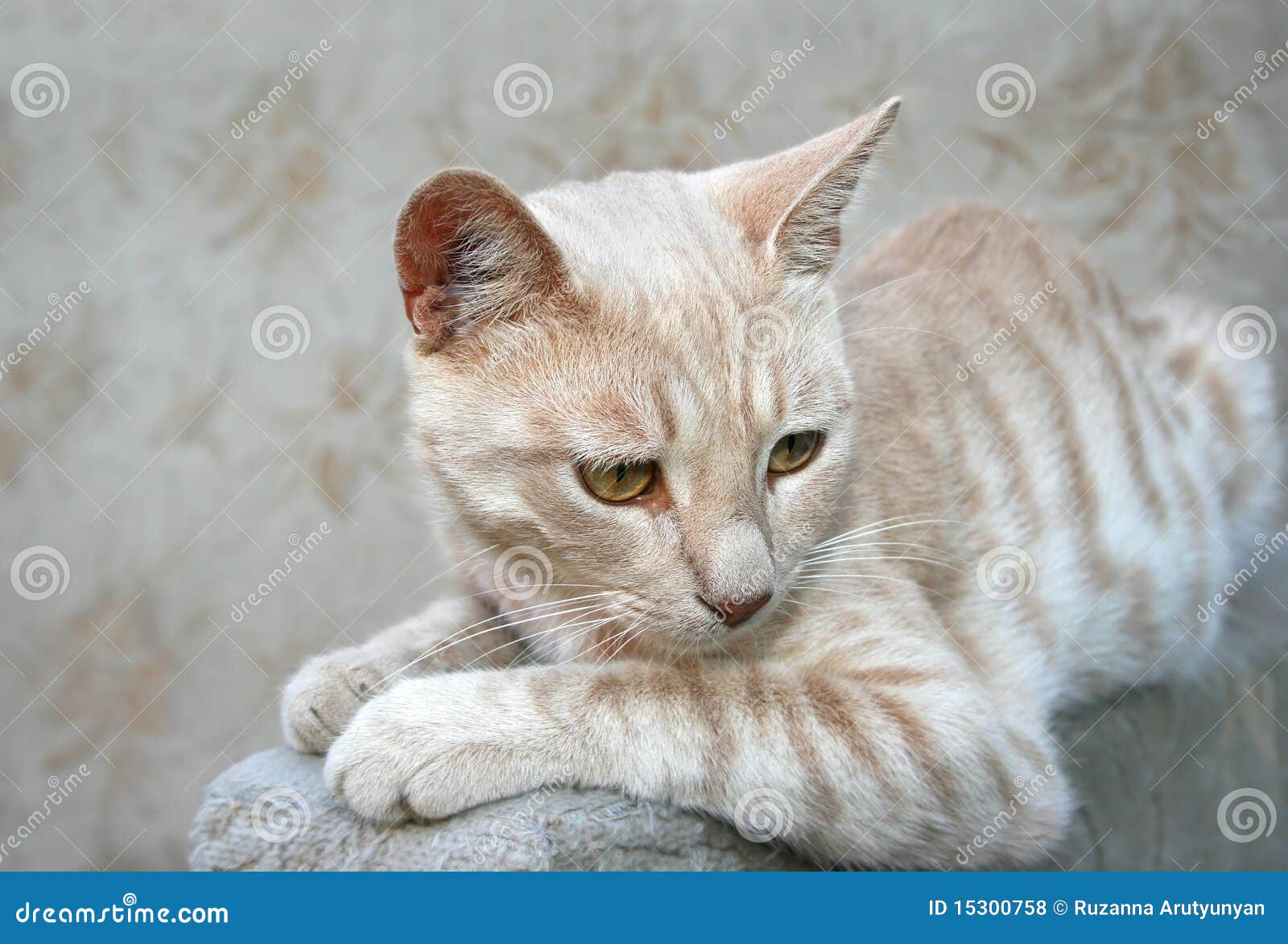 Tawny cat stock photo. Image of pretty, domestic, adorable - 15300758