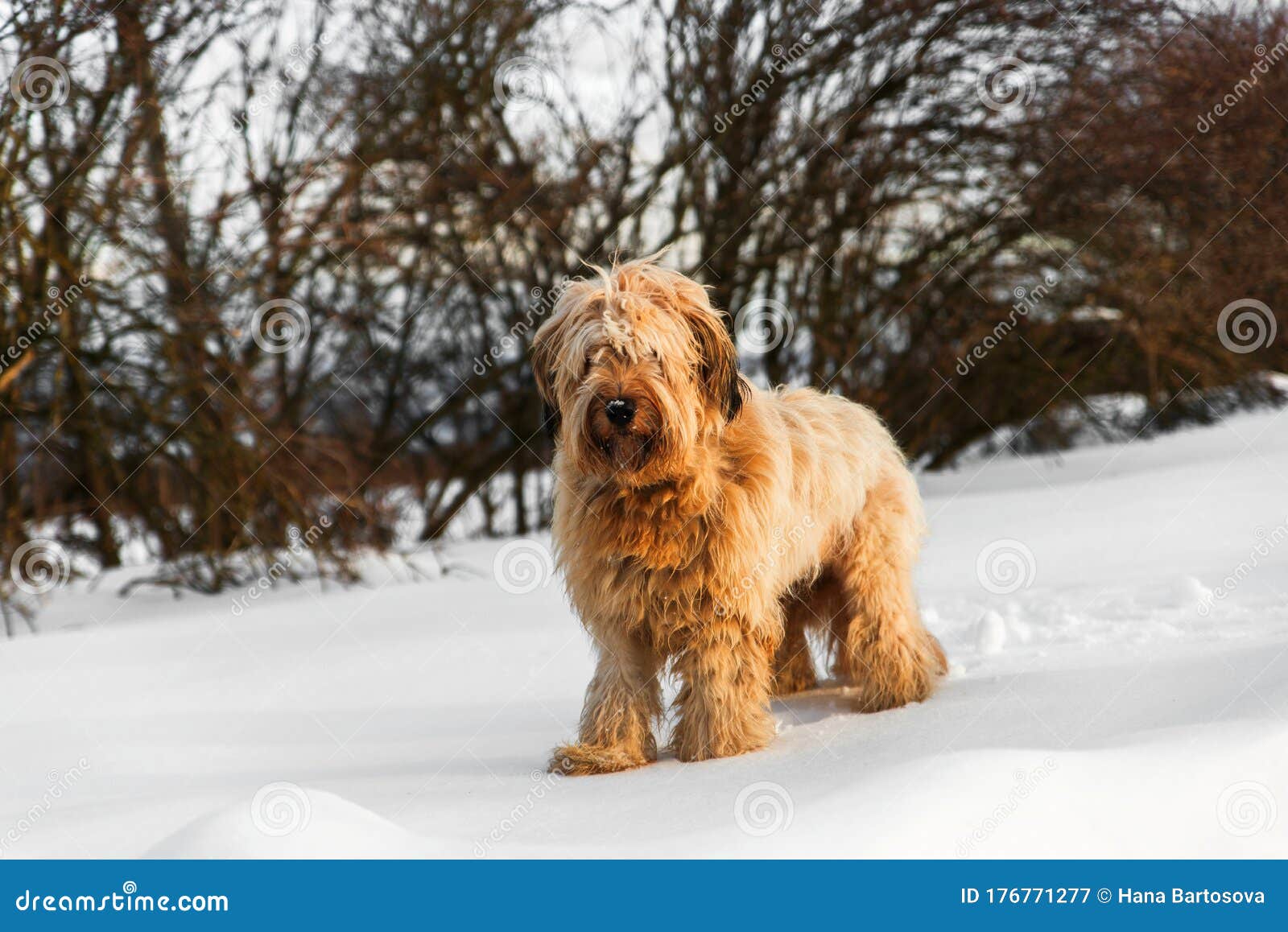 Tawny Dog Briard Standing on Snowdrift Stock Image - Image of briard ...