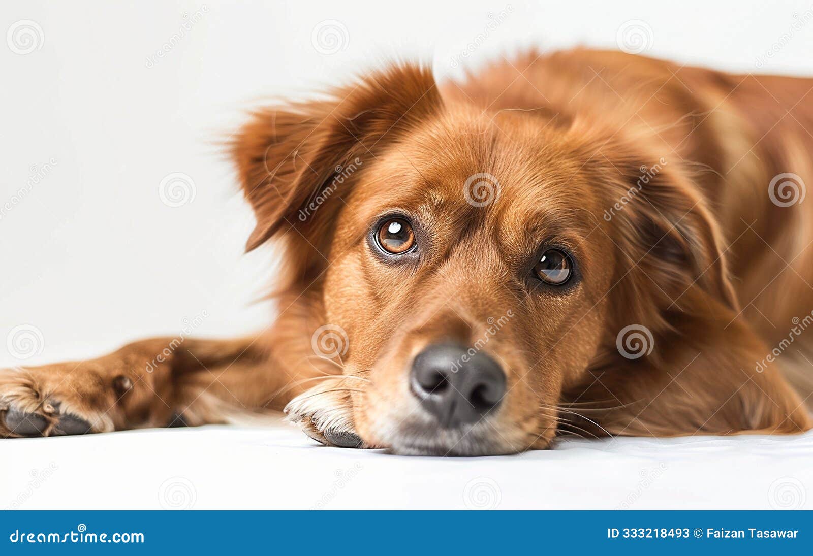 Tawny Dog on Clean White Background -Generative Ai Stock Illustration ...