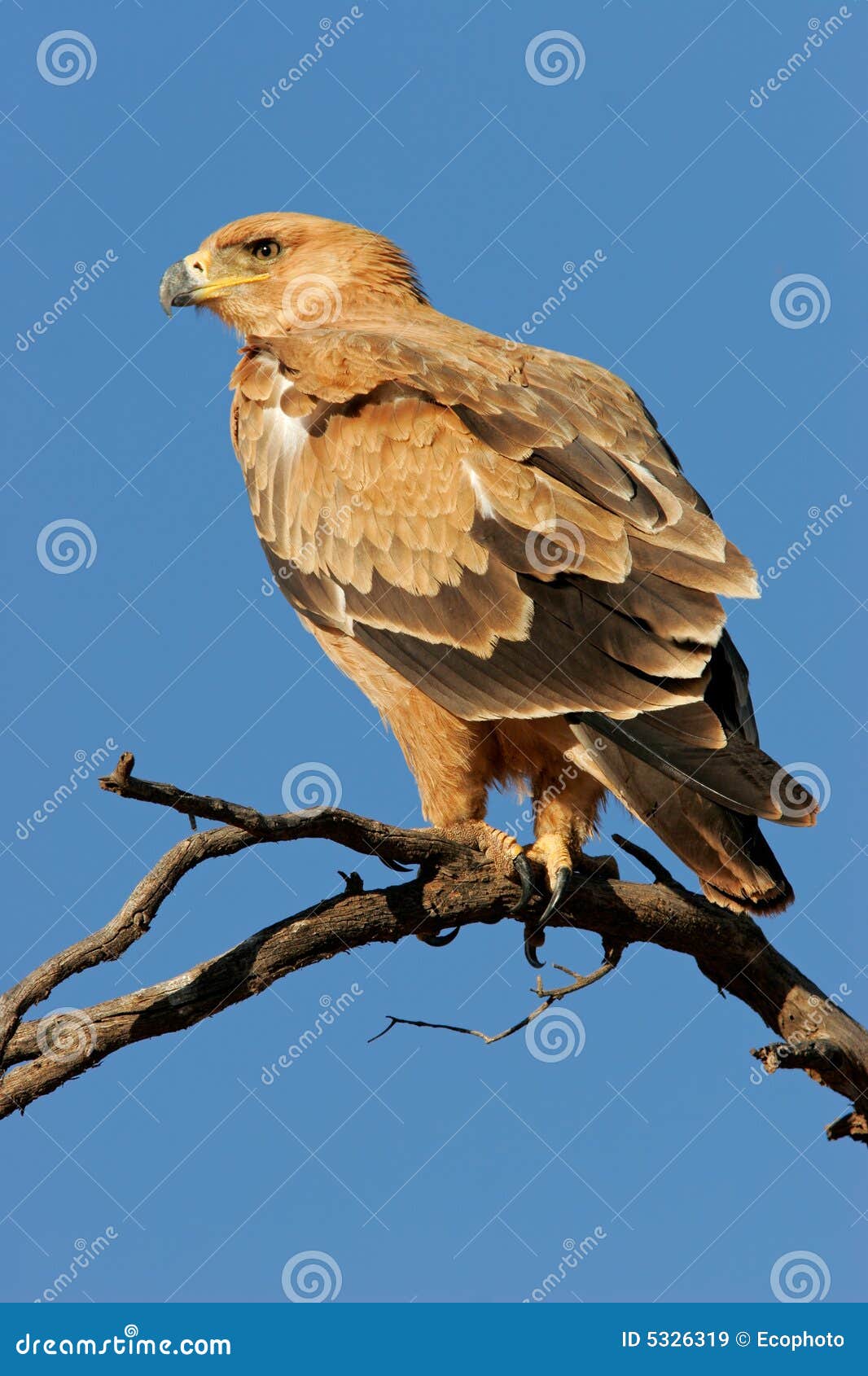 Tawny eagle stock image. Image of rapax, perched, feathers - 5326319